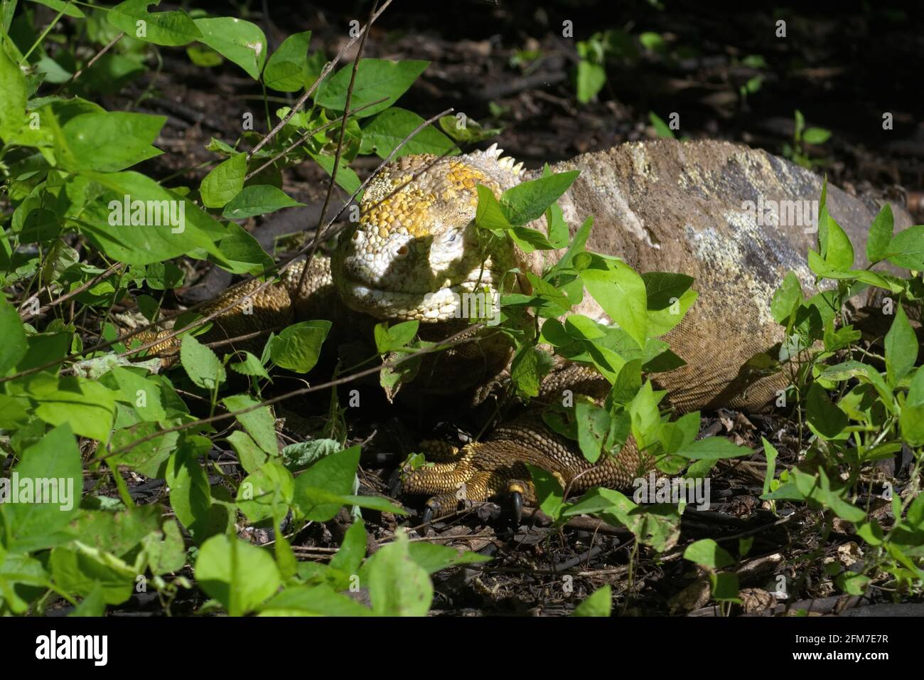 Land iguana at Urbina Bay, Isabela Island, Galapagos, Ecuador Stock ...