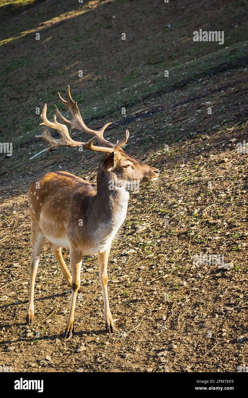 Closeup of a beautiful and majestic brown deer with long sharp antlers ...