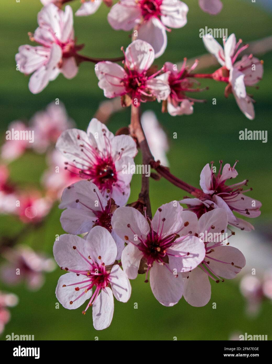 Sand cherry hi-res stock photography and images - Alamy