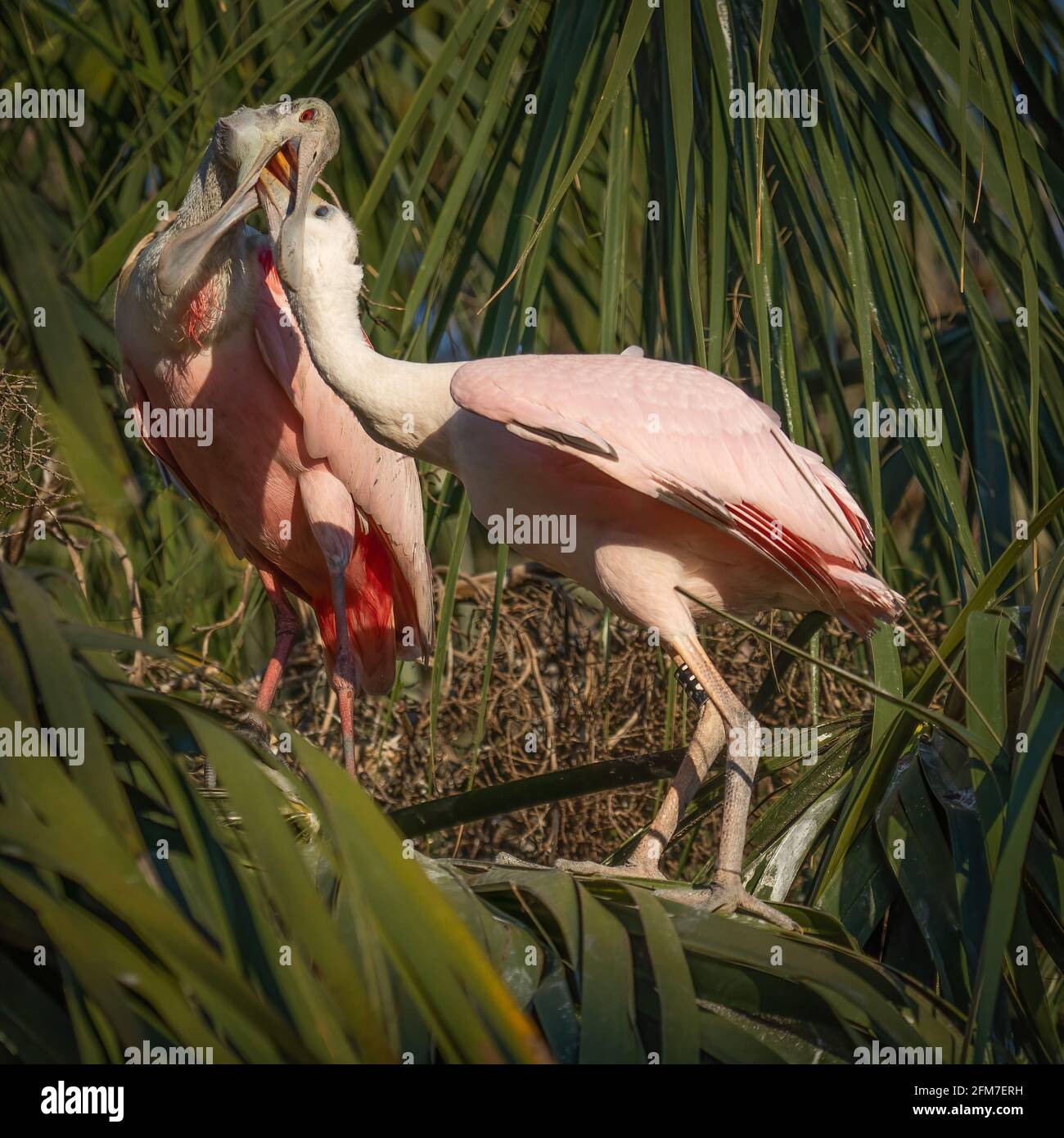 Roseate spoonbill feeding hi-res stock photography and images - Alamy