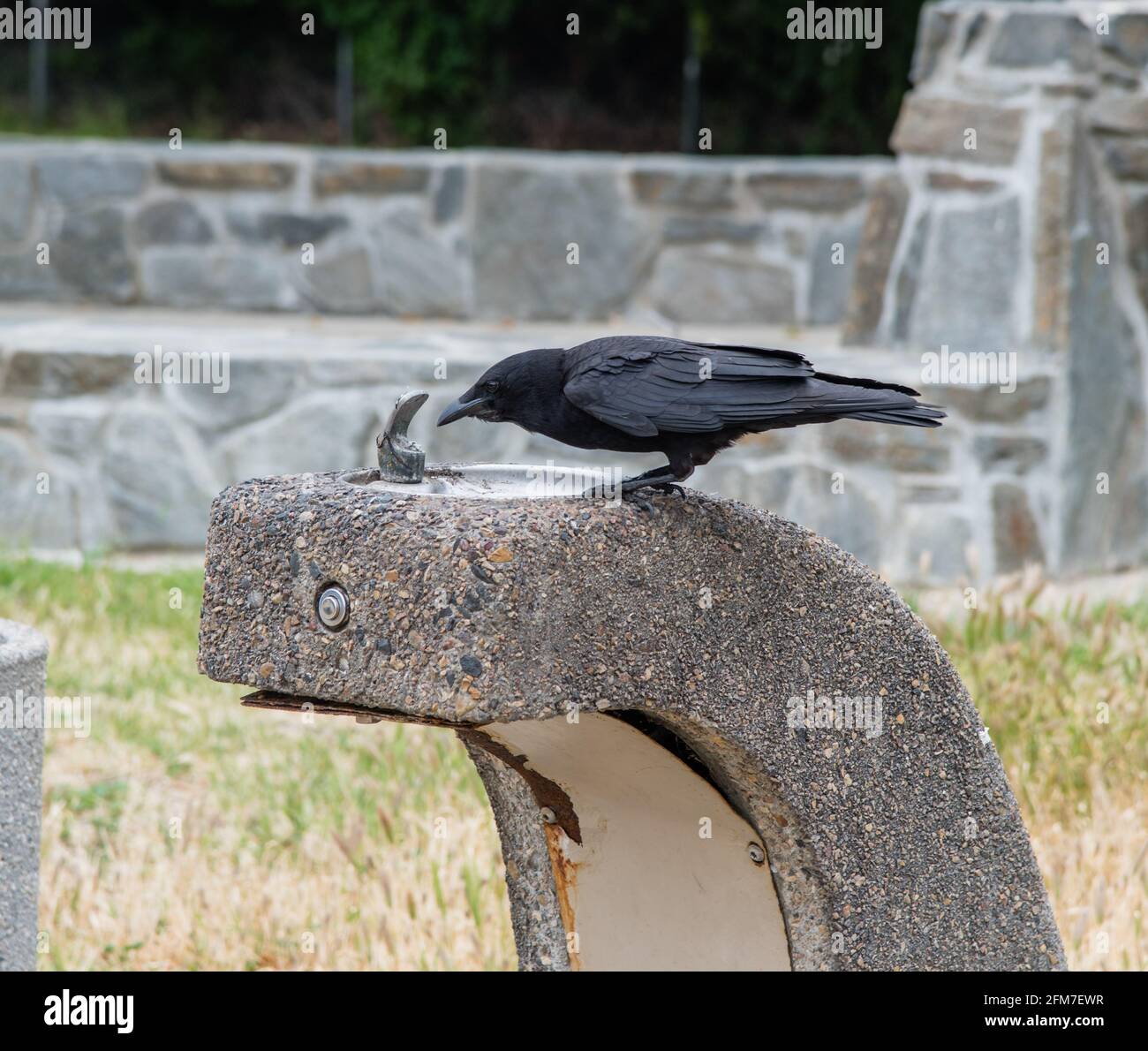 Crow Drinking Water High Resolution Stock Photography and Images - Alamy