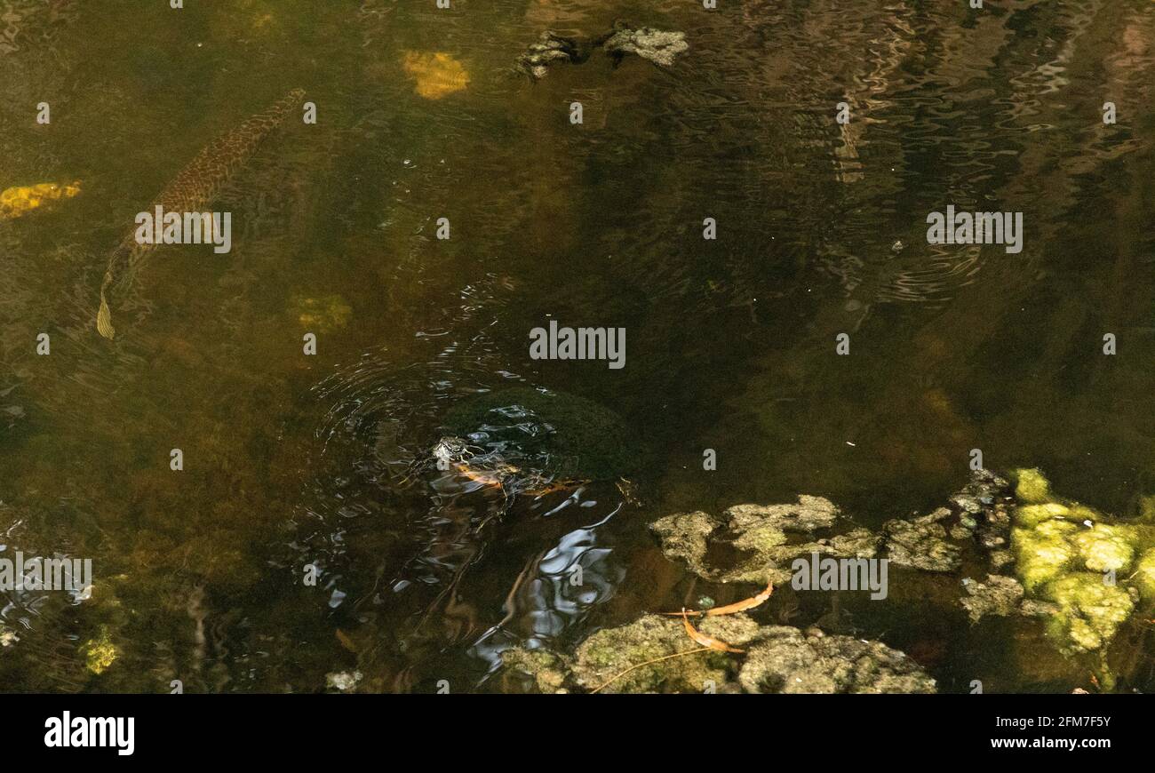 Florida gar hi-res stock photography and images - Alamy