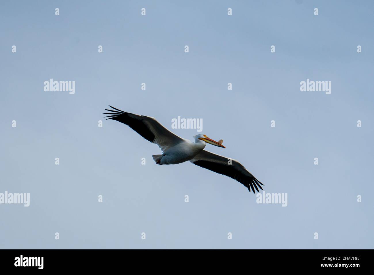 Low angle shot of a pelican flying in the blue sky Stock Photo - Alamy