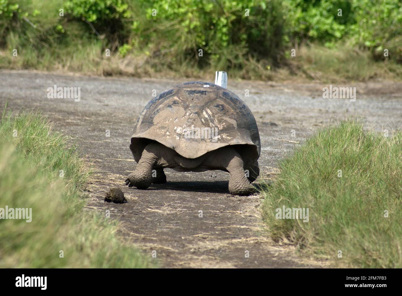 Galapagos giant tortoise on a path at Urbina Bay, Isabela Island ...