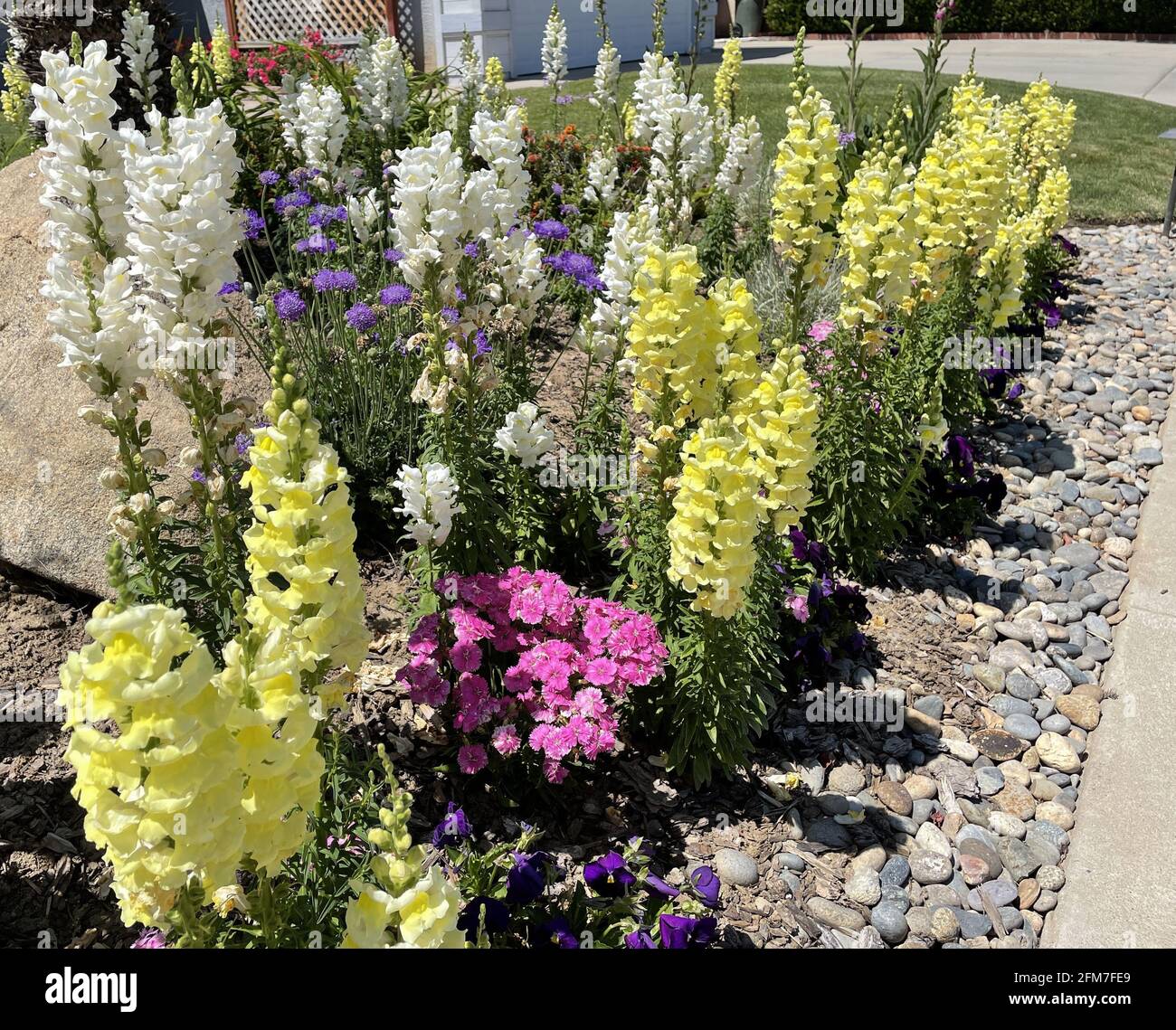 Colorful snapdragon, pink roses, and sca in the garden Stock Photo - Alamy