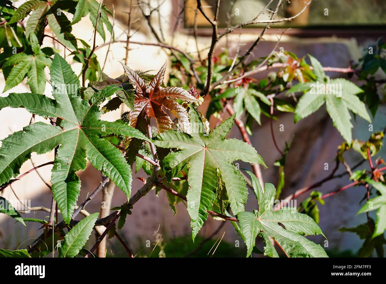 Closeup shot of a beautiful castor oil plant, Ricinus communis ...