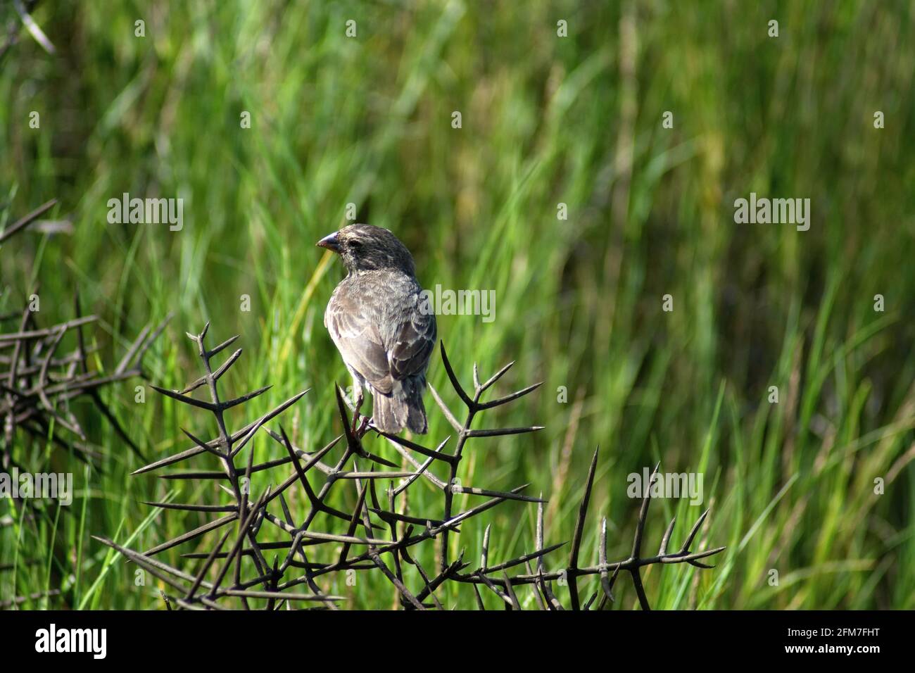Darwin's finch perched in a thorn tree at Urbina Bay, Isabela Island ...