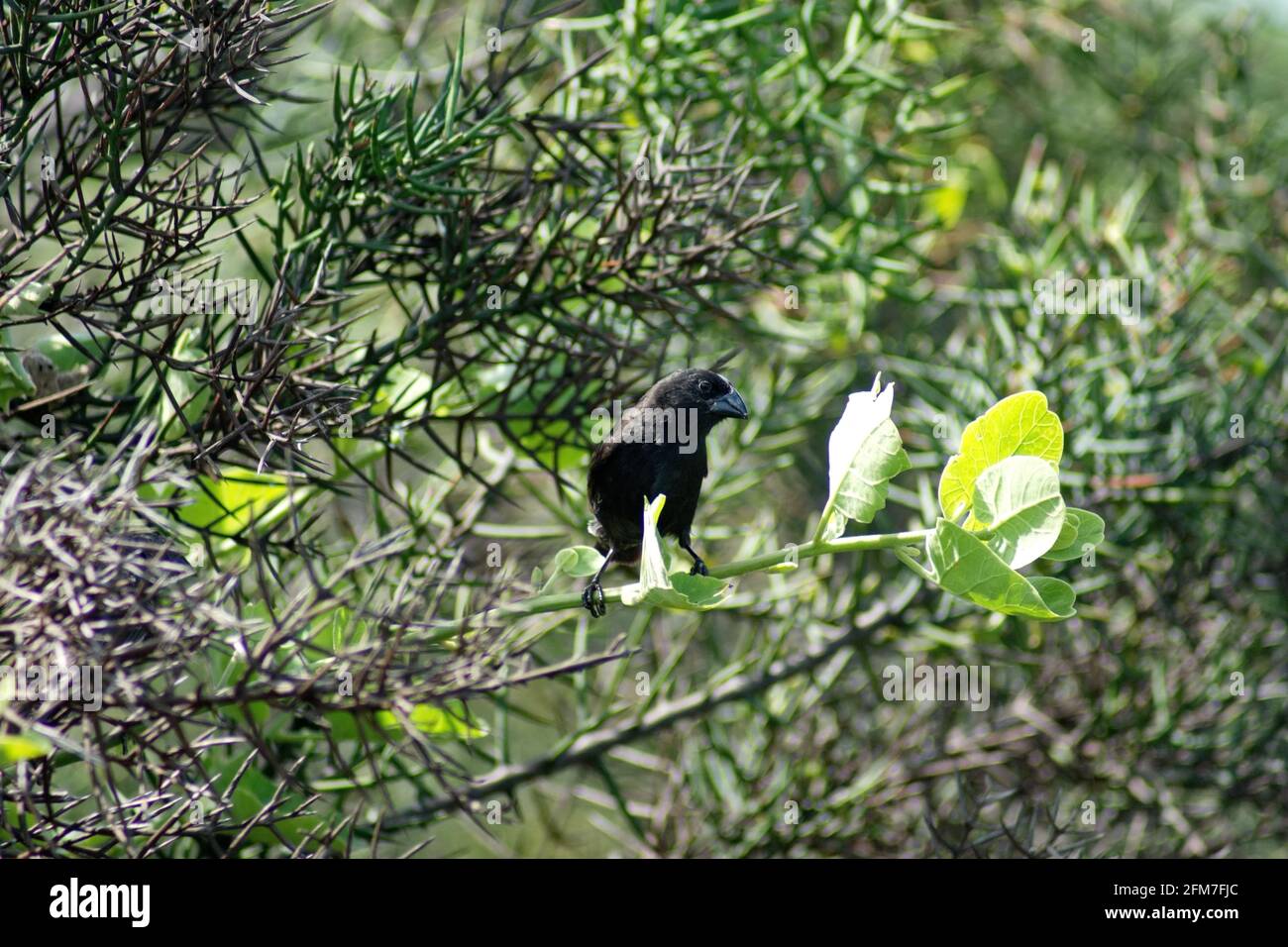 Greater ani (Crotophaga major) perched in a thorn tree at Urbina Bay ...
