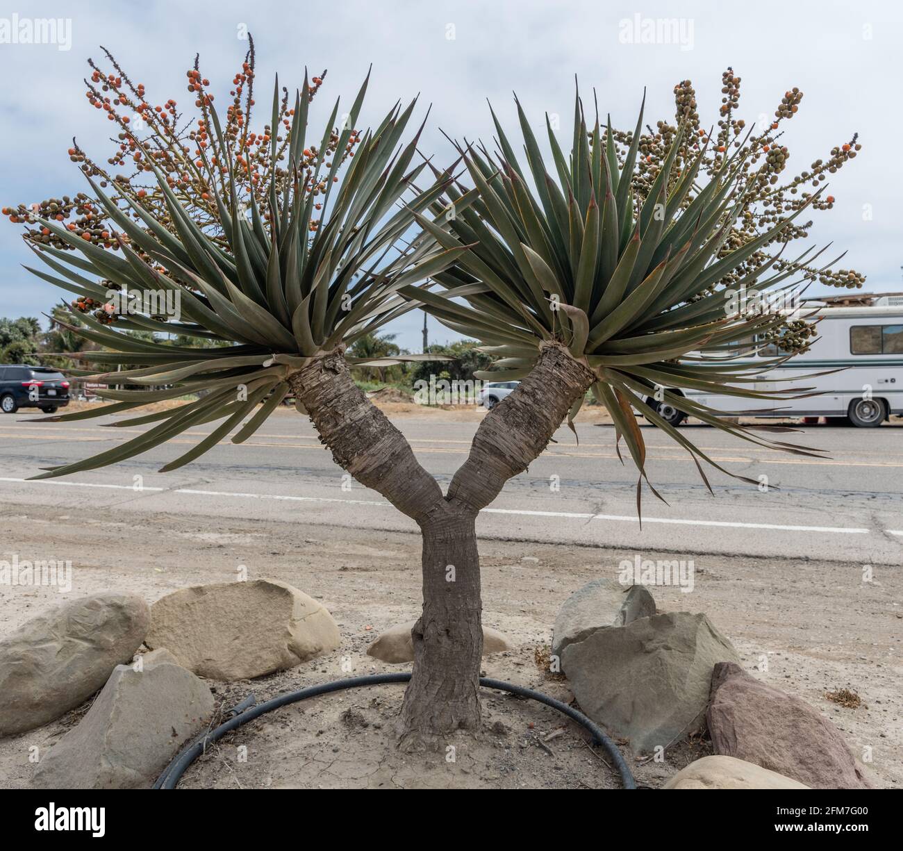 Double headed yucca plant in Ventura, Southern California Stock Photo ...