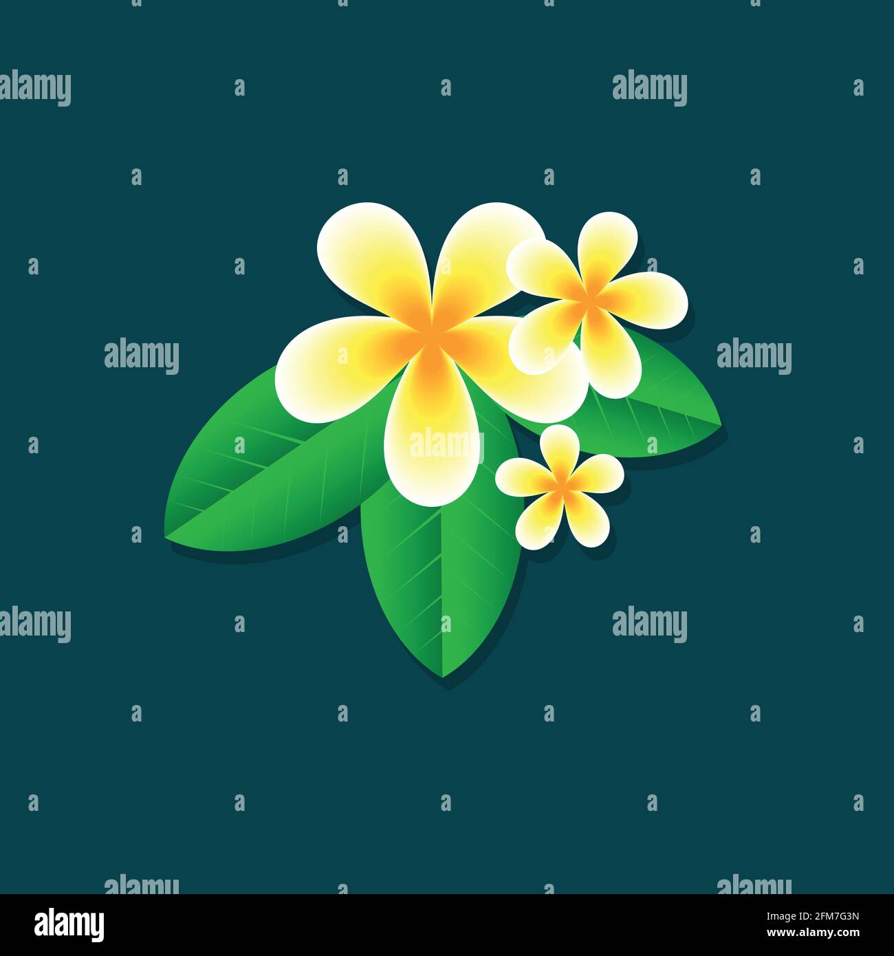 Frangipani vector vectors hi-res stock photography and images - Alamy