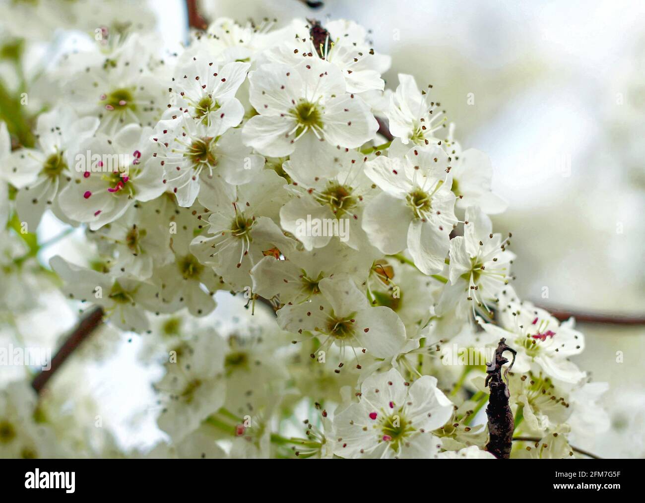 Cornus florida, the flowering dogwood, is a species of flowering tree ...