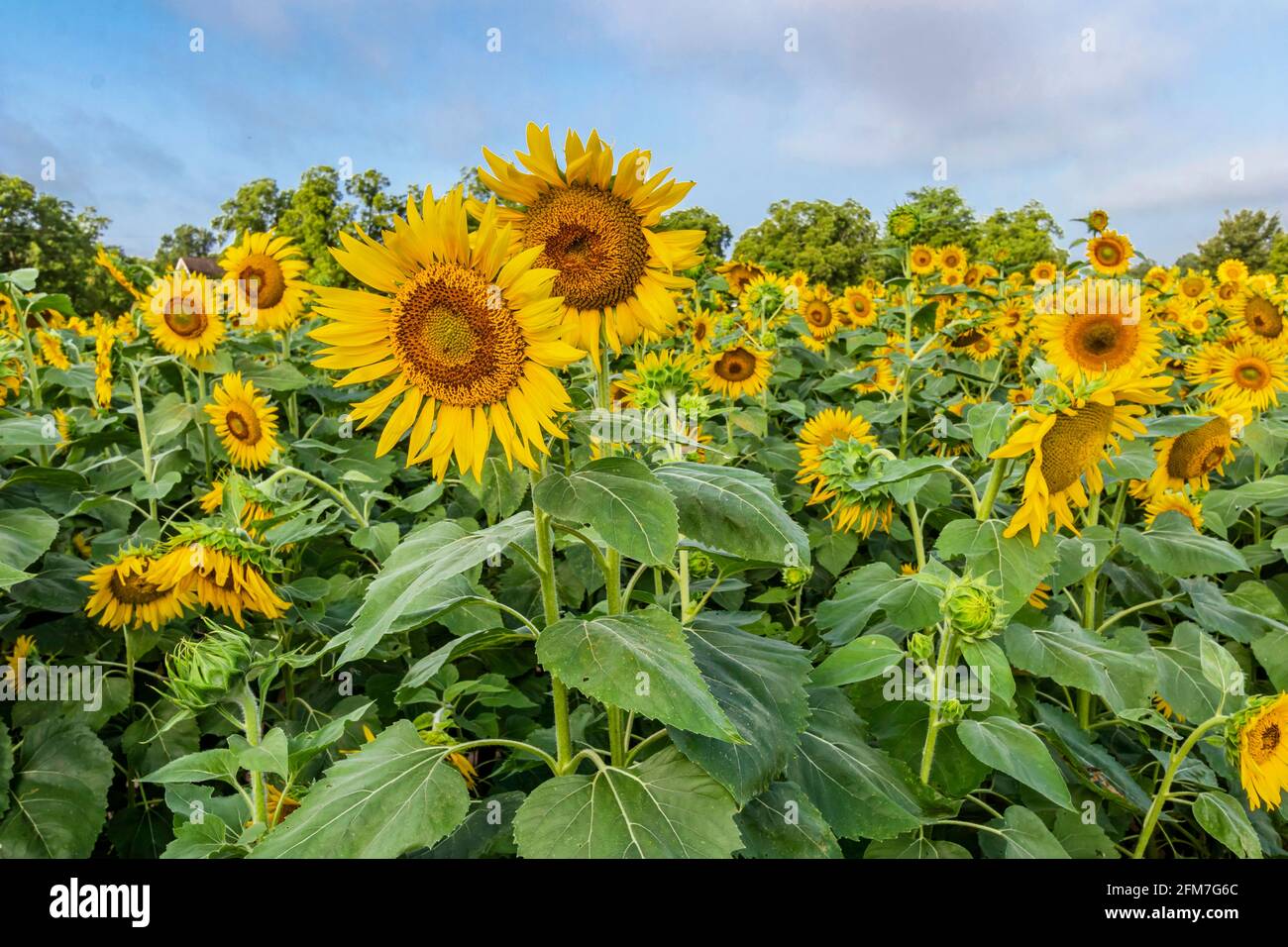 Cornus florida, the flowering dogwood, is a species of flowering tree ...