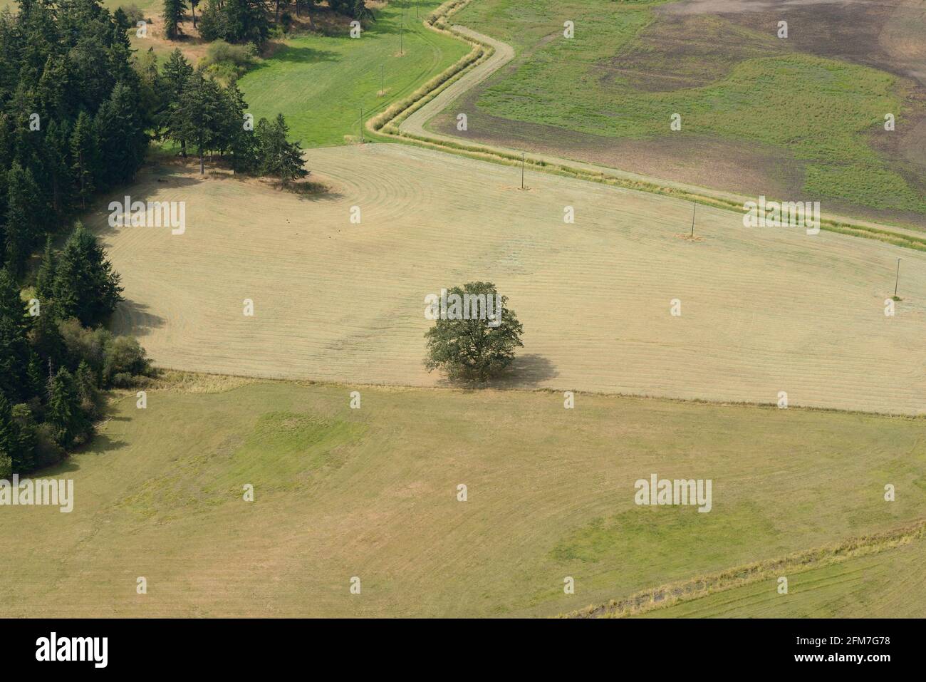 Aerial photo of a tree in a field, Duncan, Vancouver Island, British ...