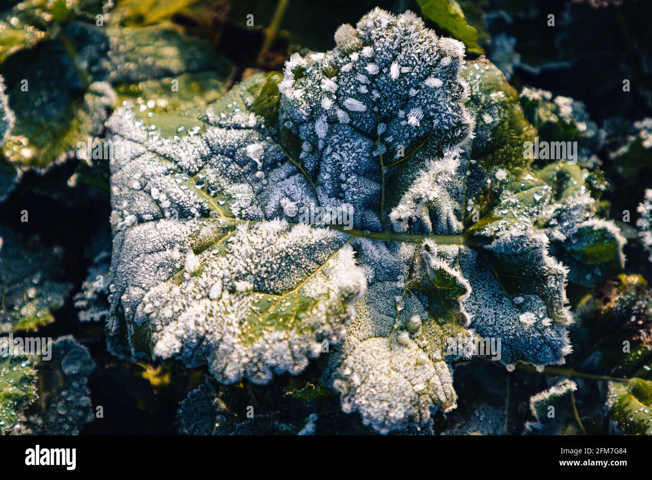 Detailed close up of frozen leaf early in the morning in winter, nature Stock Photo - Alamy