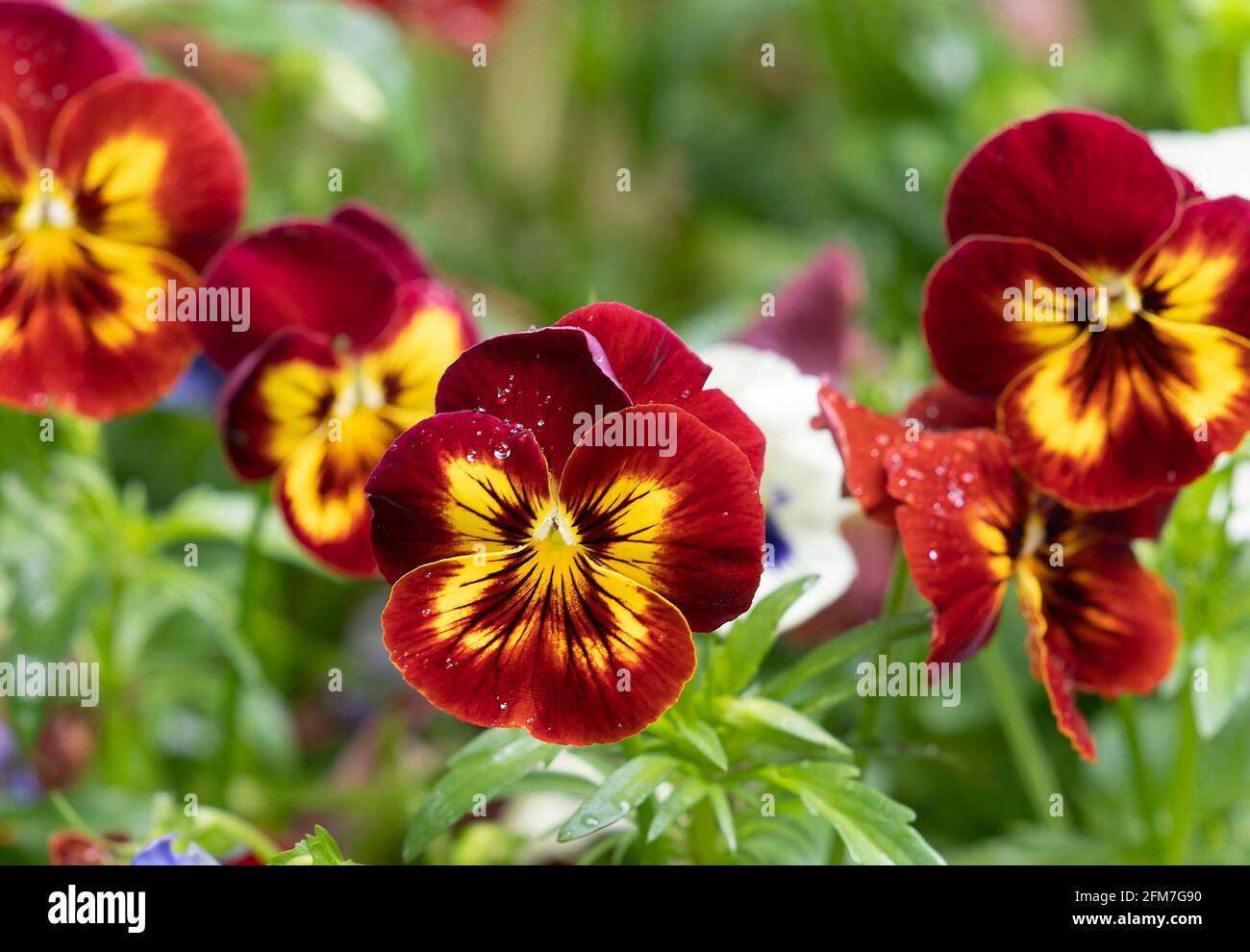 Msaroon hi-res stock photography and images - Alamy