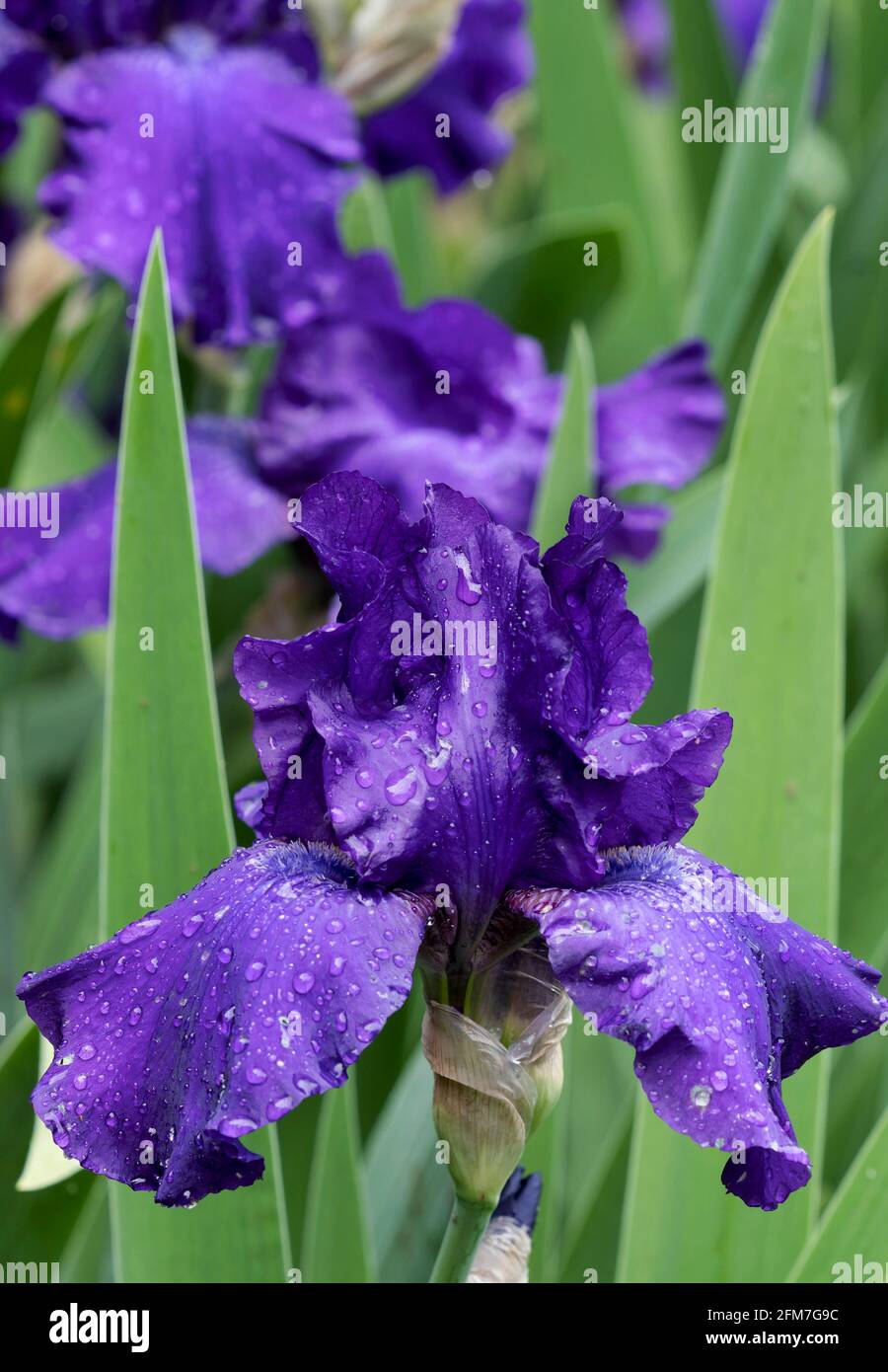 purple Beard Iris after a rain shower Stock Photo - Alamy
