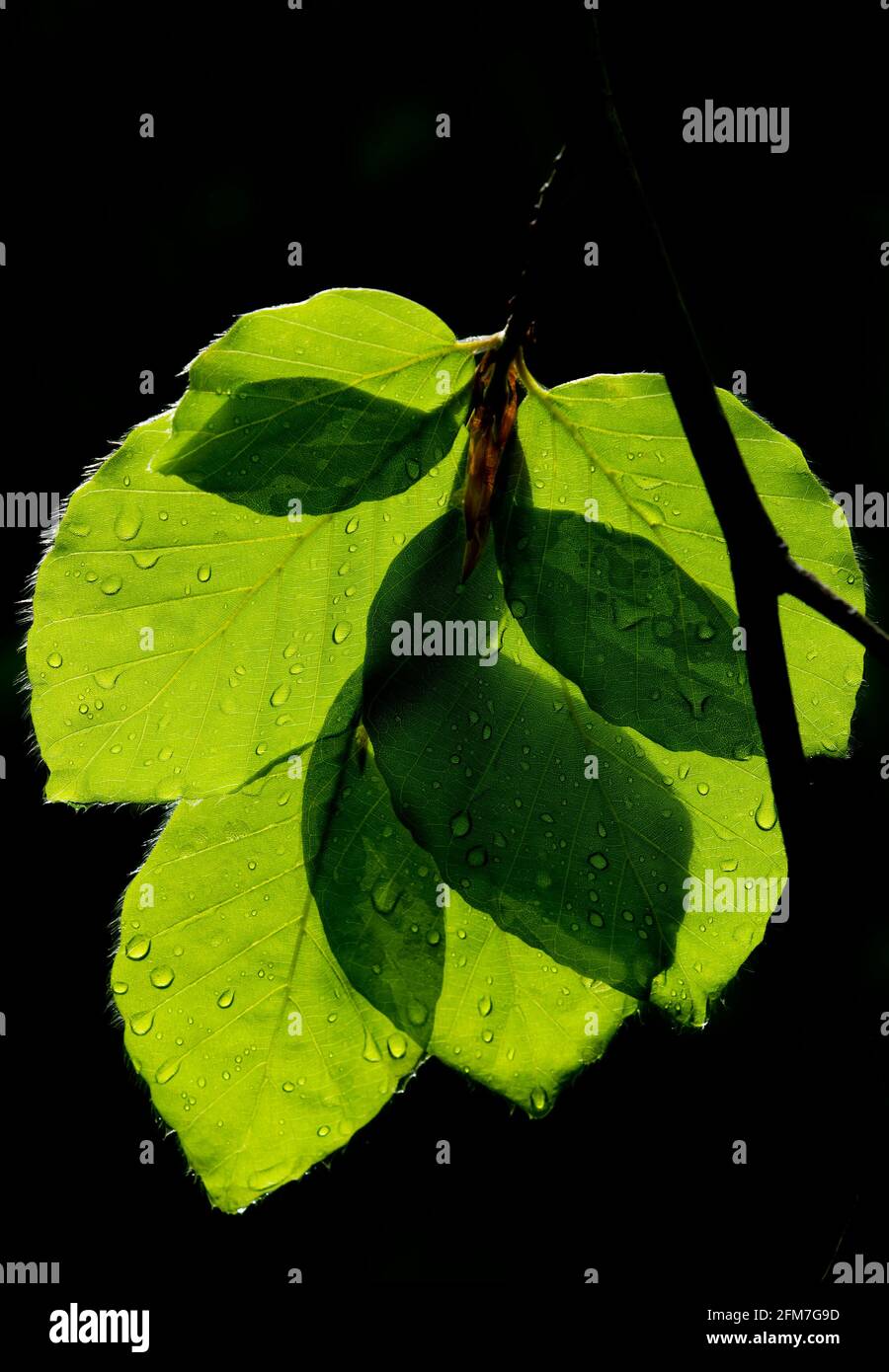 The sun shines through the front of a bright green leaf of a tree Stock ...
