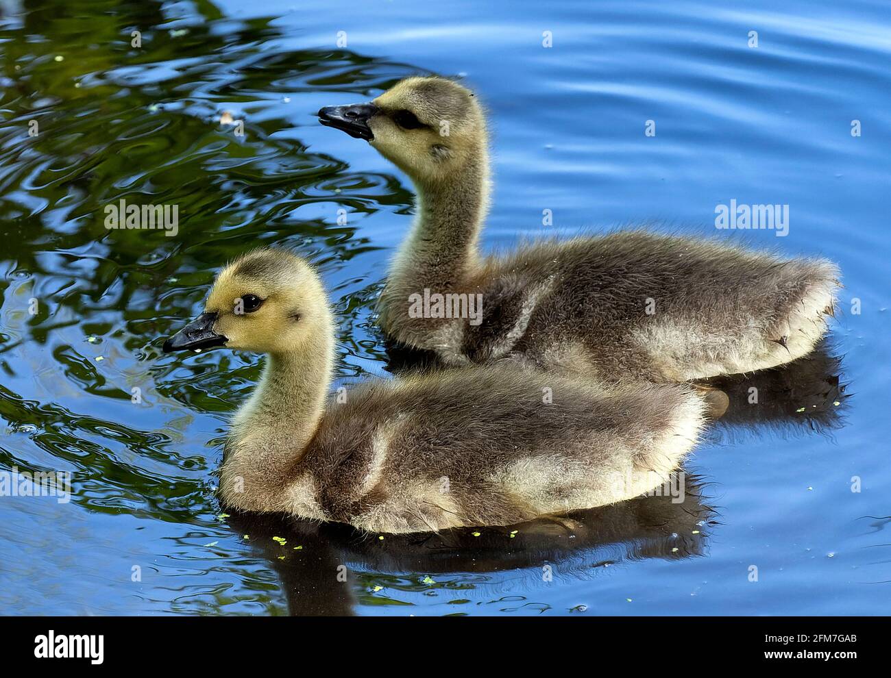 Goslings floating along on a pond surface Stock Photo - Alamy