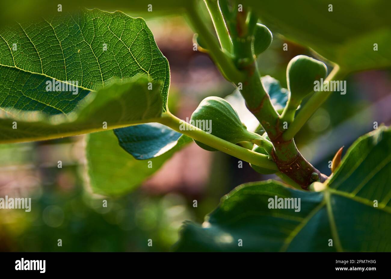Figs tree hi-res stock photography and images - Alamy