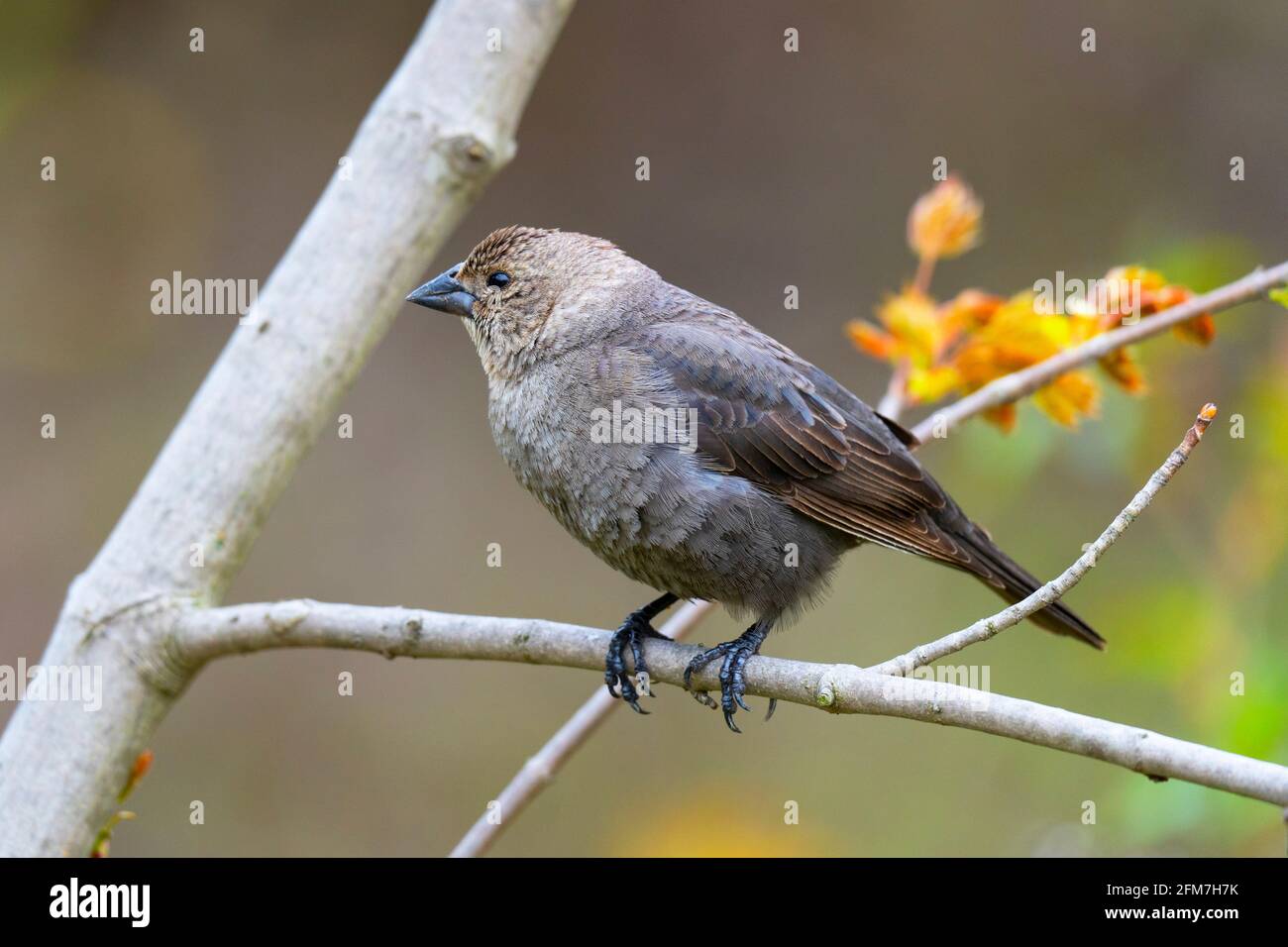 Female brown headed cowbird hi-res stock photography and images - Alamy