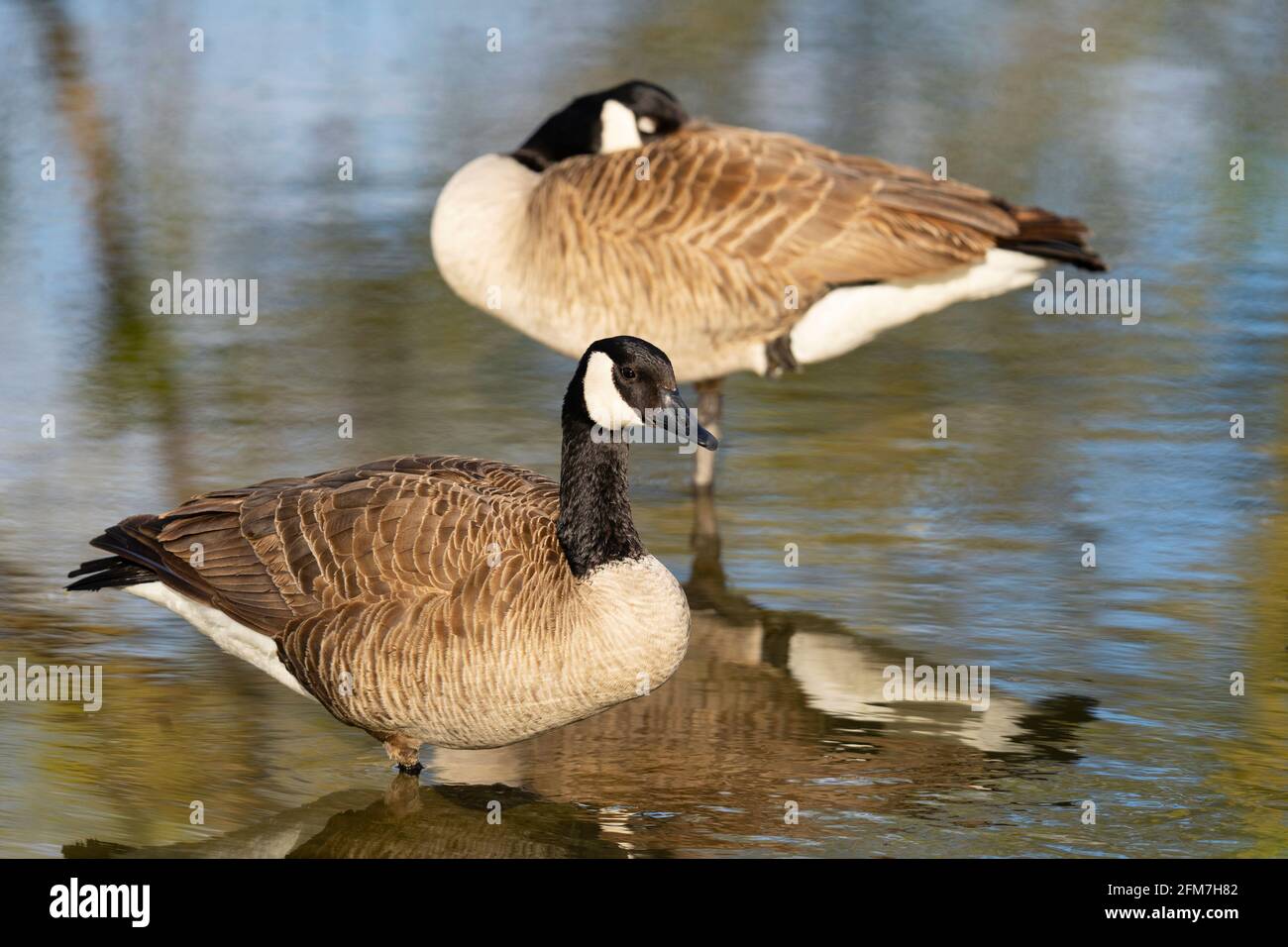 Canada geese hi-res stock photography and images - Alamy