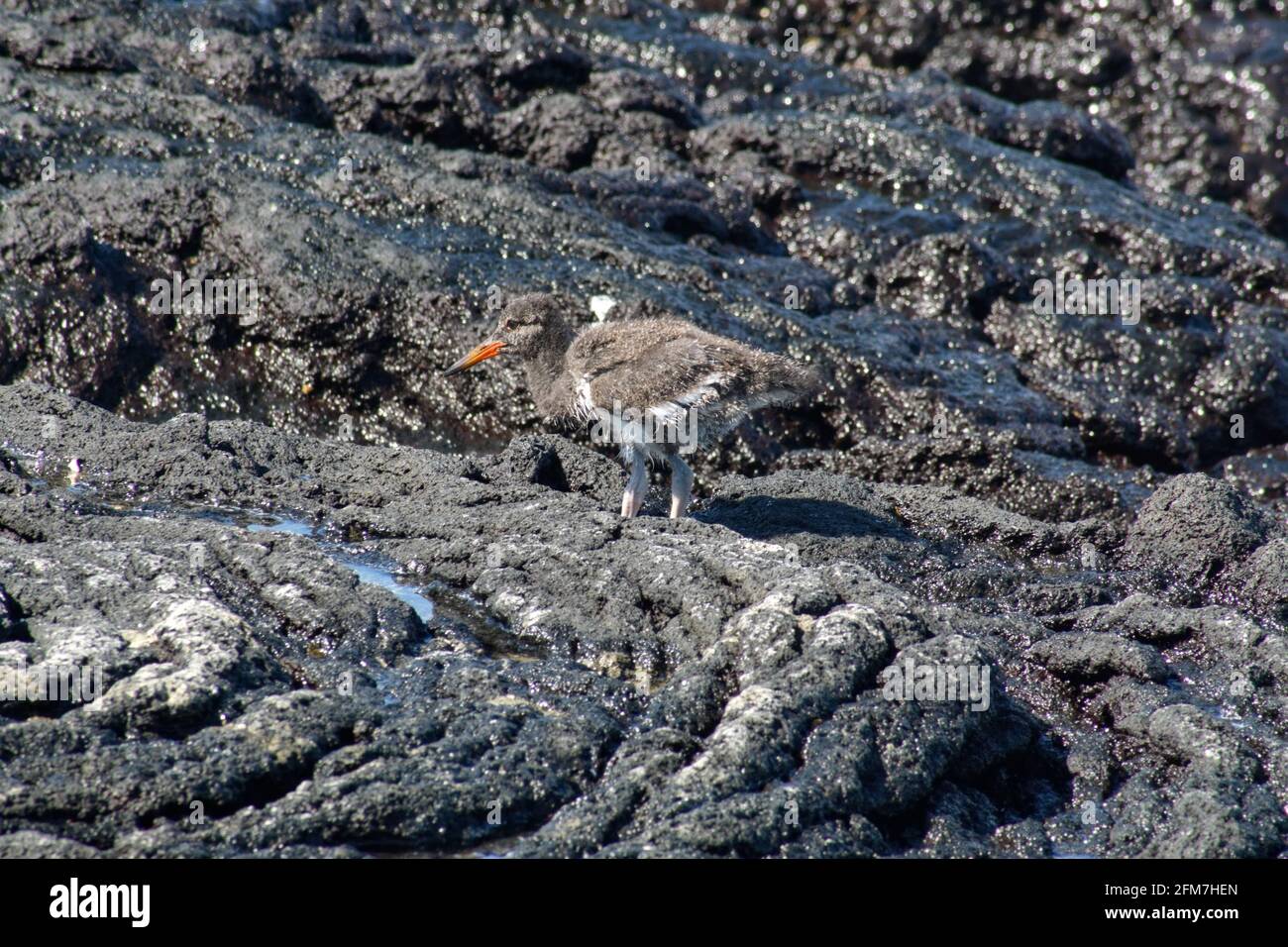 Rock chick hi-res stock photography and images - Alamy