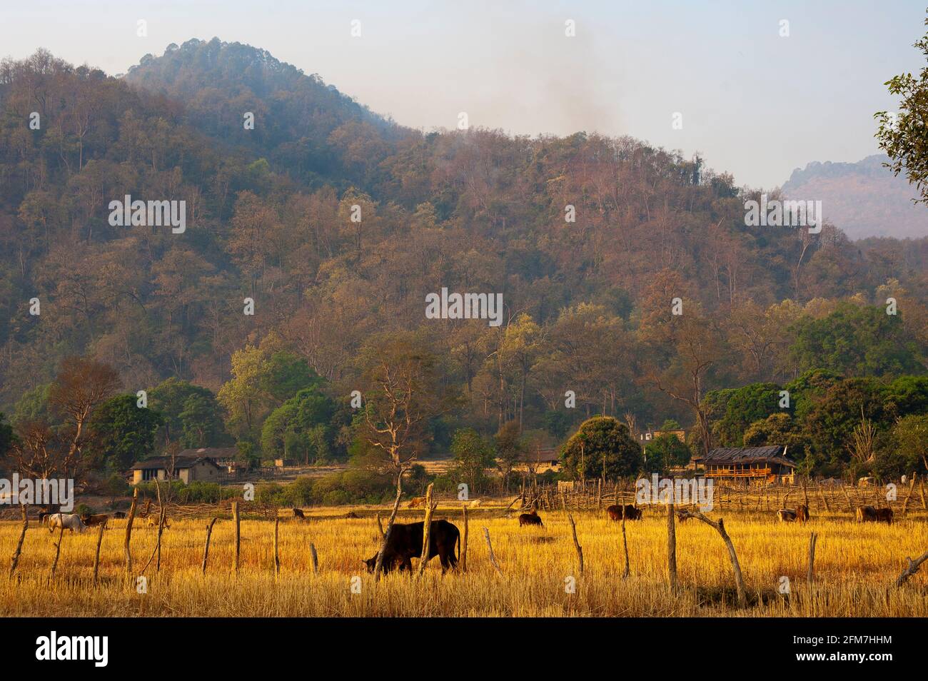 Cattle grazing at the remote Chuka Village on the banks of Sarda river ...