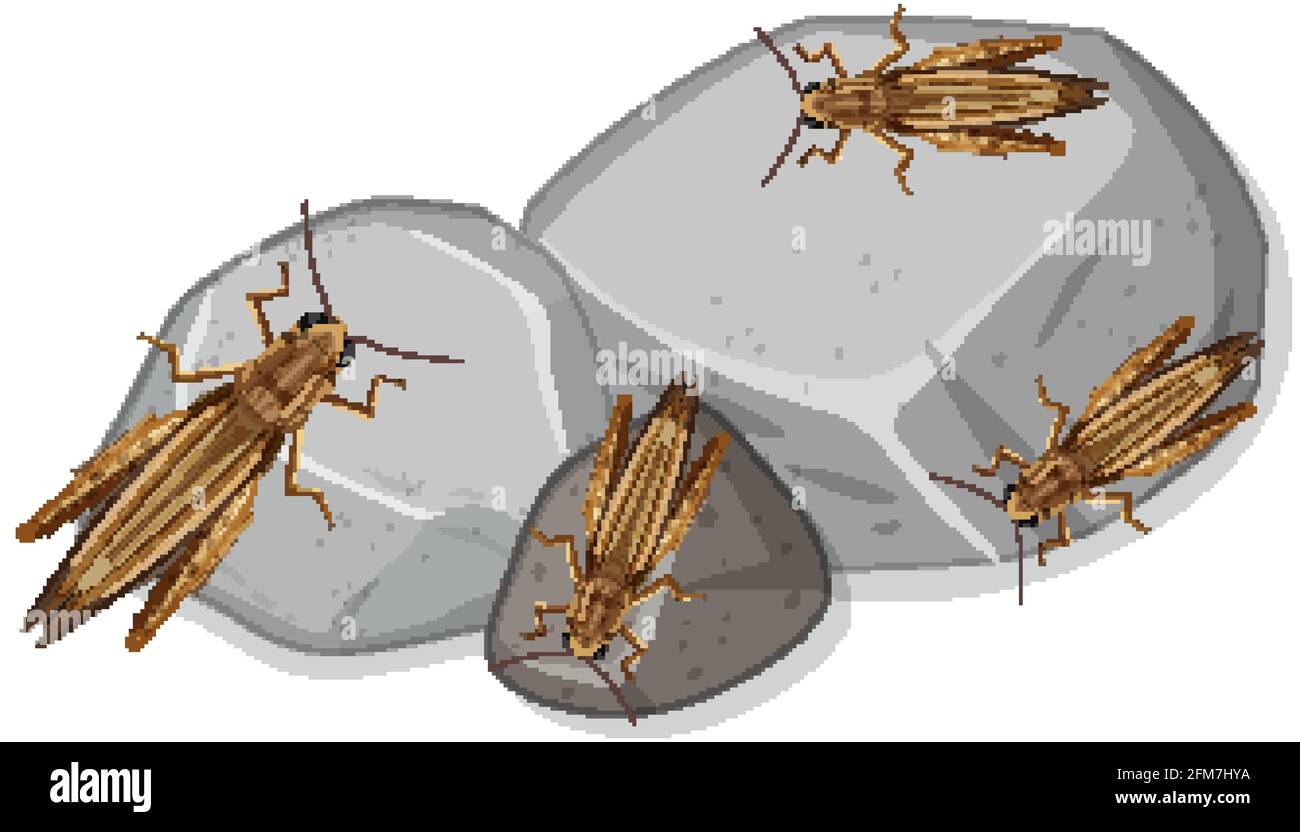 Many grasshoppers on stones isolated illustration Stock Vector Image ...