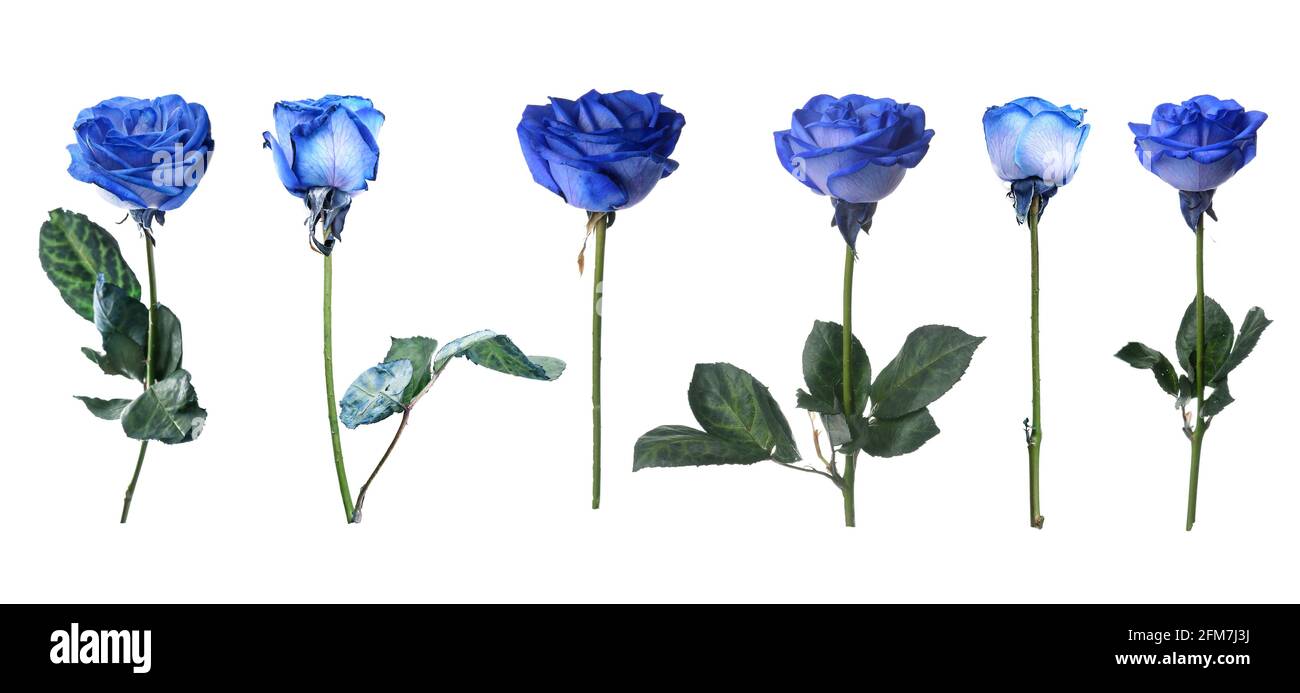 Blue roses on white background Stock Photo - Alamy