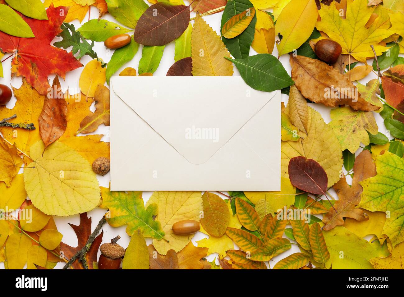 Envelope with autumn leaves on white background Stock Photo - Alamy