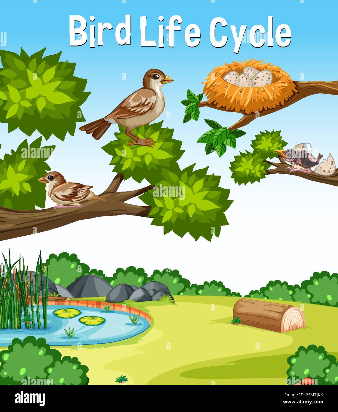 Bird Life Cycle font in outdoor nature scene illustration Stock Vector ...