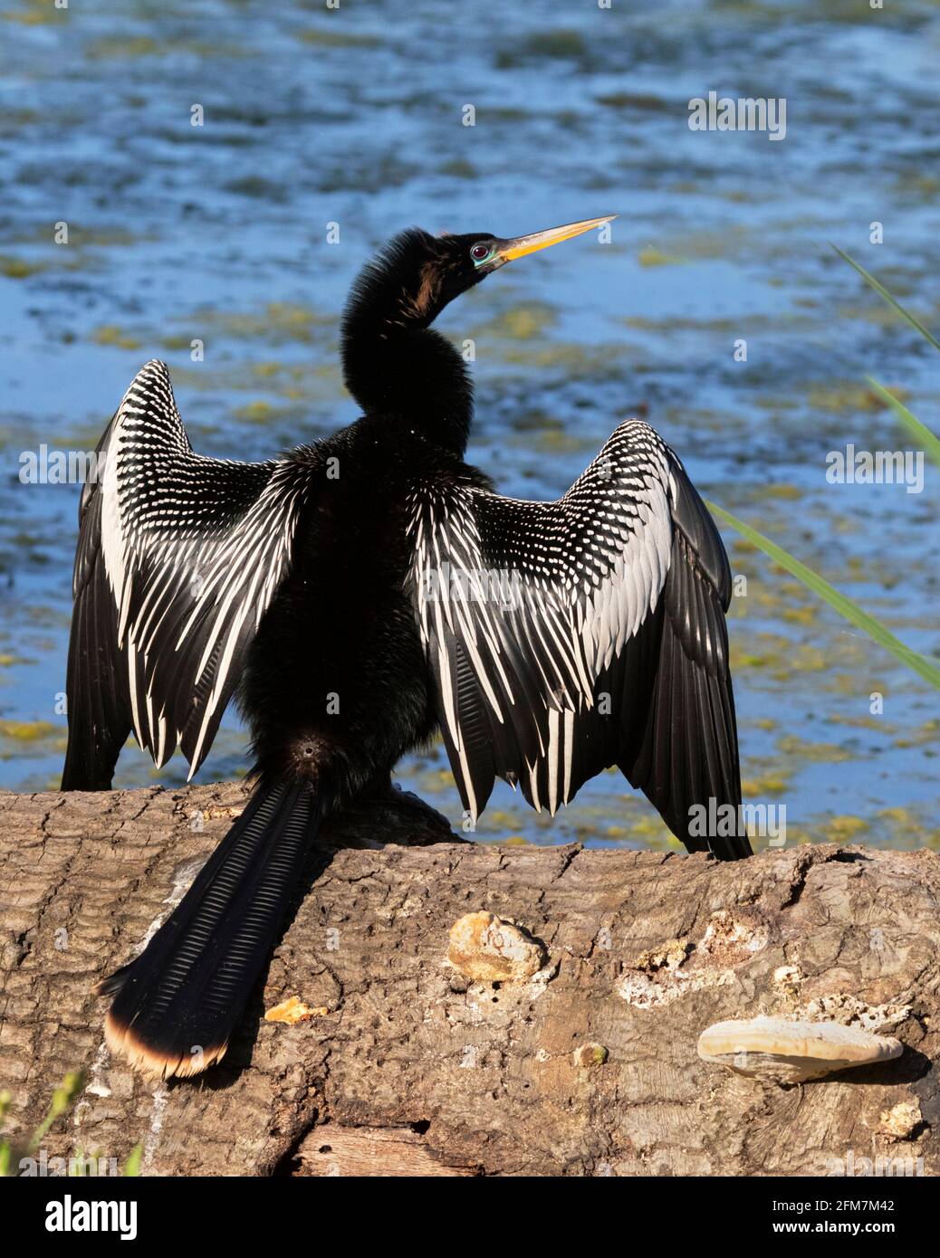 The anhinga (Anhinga anhinga) drying wings, Brazos Bend State park ...