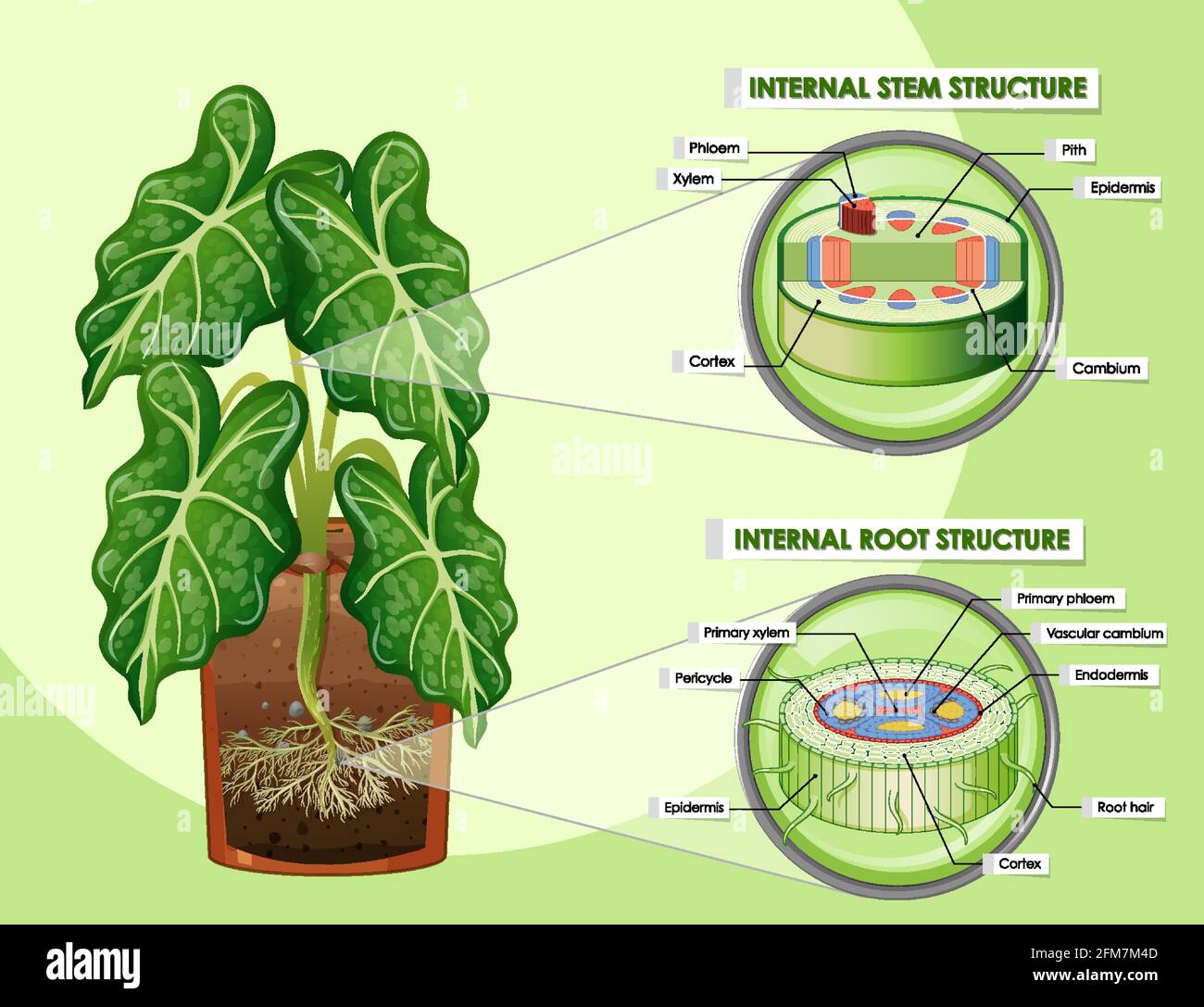 Diagram showing stem and root structure illustration Stock Vector Image ...