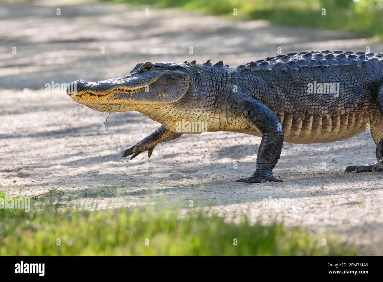 American alligator crossing trail at Brazos Bend State Park, Texas ...