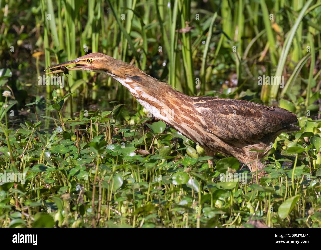 American bittern (Botaurus lentiginosus) catching crawfish, Brazos Bend ...