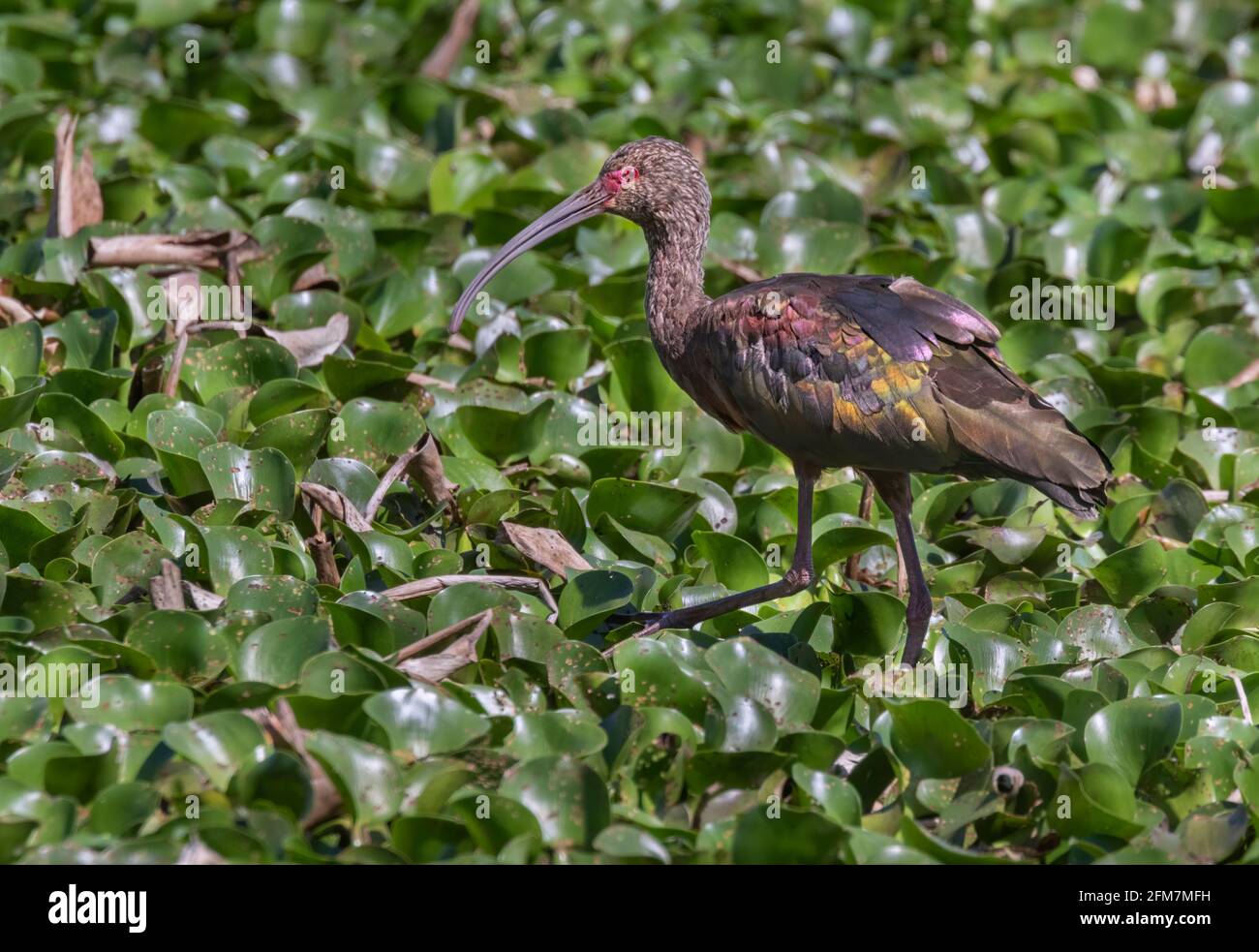 White faced ibis texas hi-res stock photography and images - Alamy