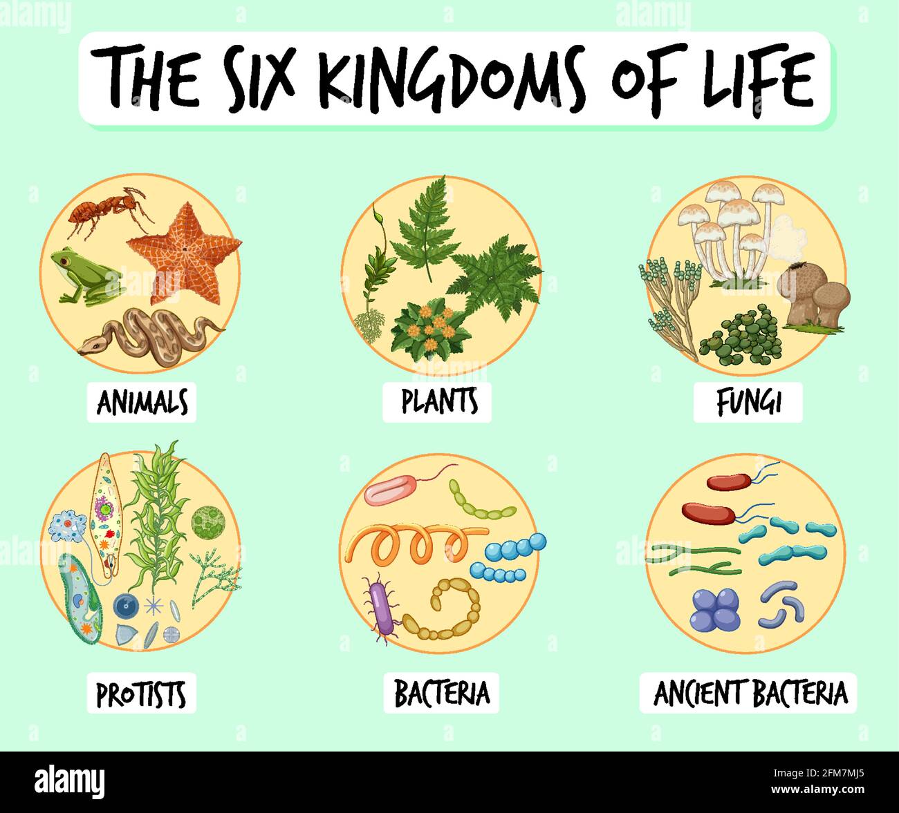 Information poster of six kingdoms of life illustration Stock Vector ...