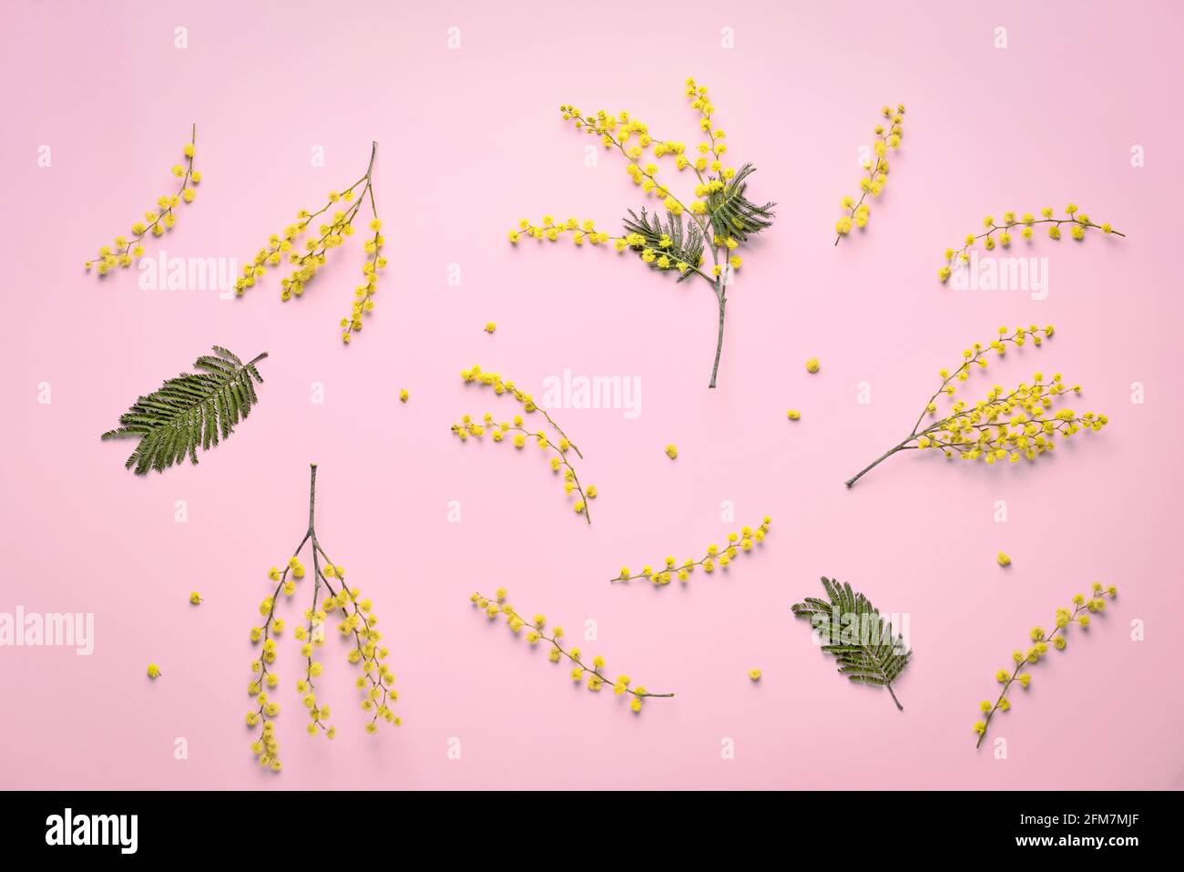 Beautiful mimosa flowers on color background Stock Photo - Alamy