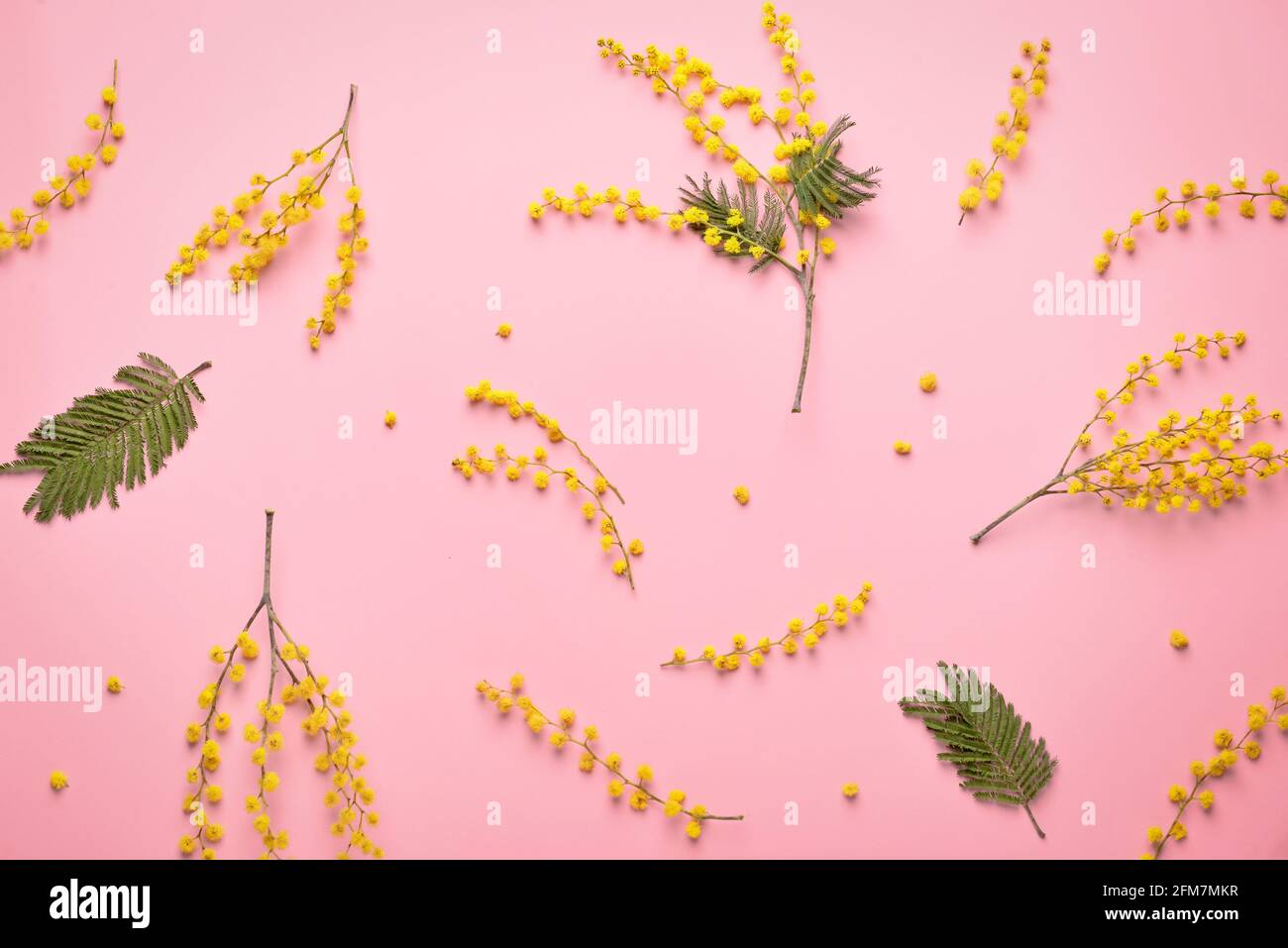 Beautiful mimosa flowers on color background Stock Photo - Alamy