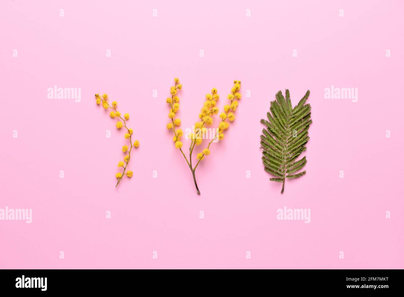 Beautiful mimosa flowers on color background Stock Photo - Alamy