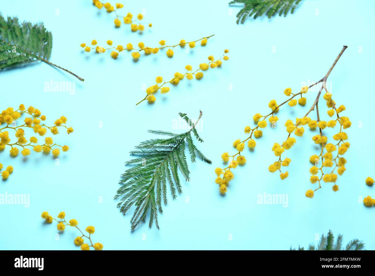 Beautiful mimosa flowers on color background Stock Photo - Alamy