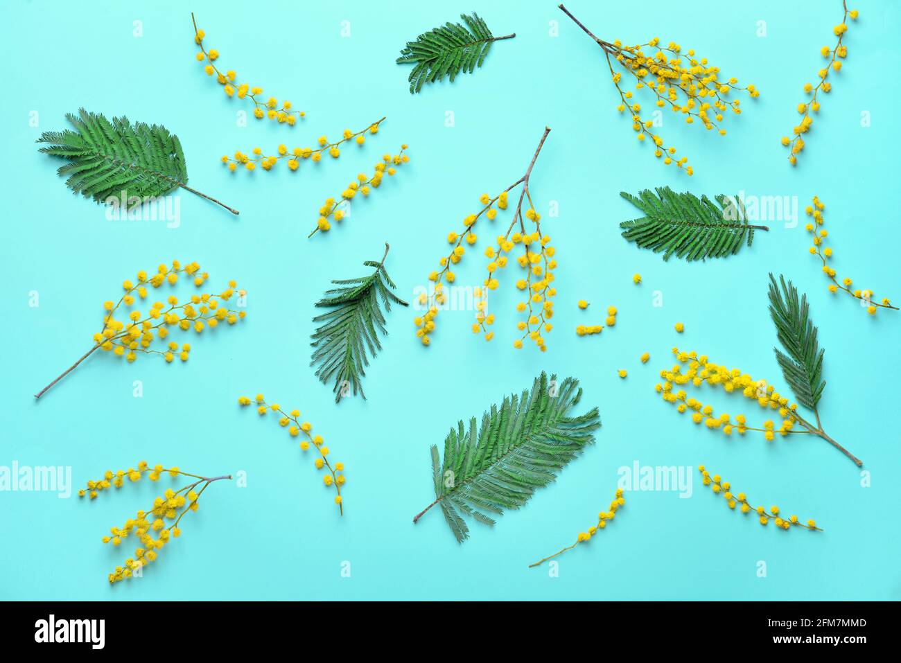 Beautiful mimosa flowers on color background Stock Photo - Alamy