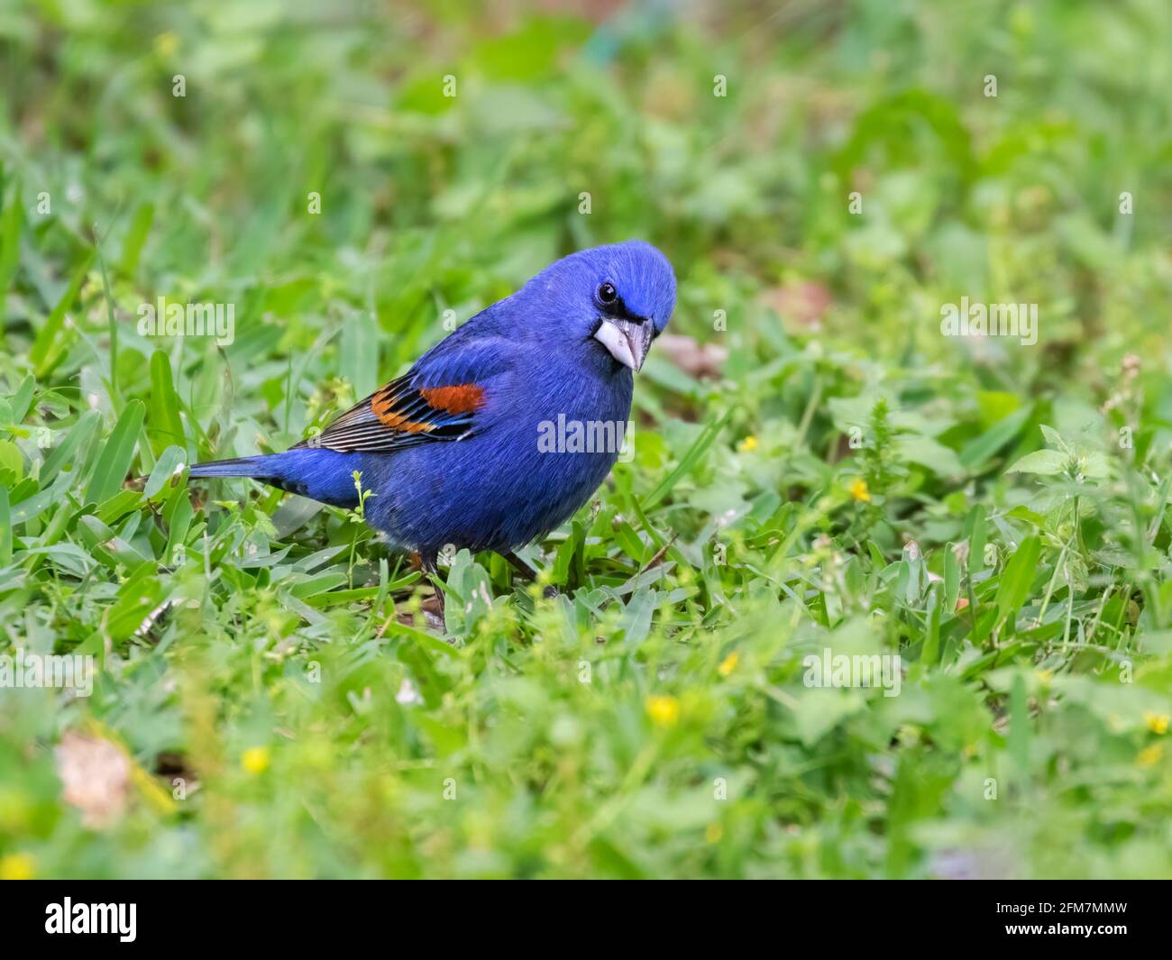 Grossbeak hi-res stock photography and images - Alamy