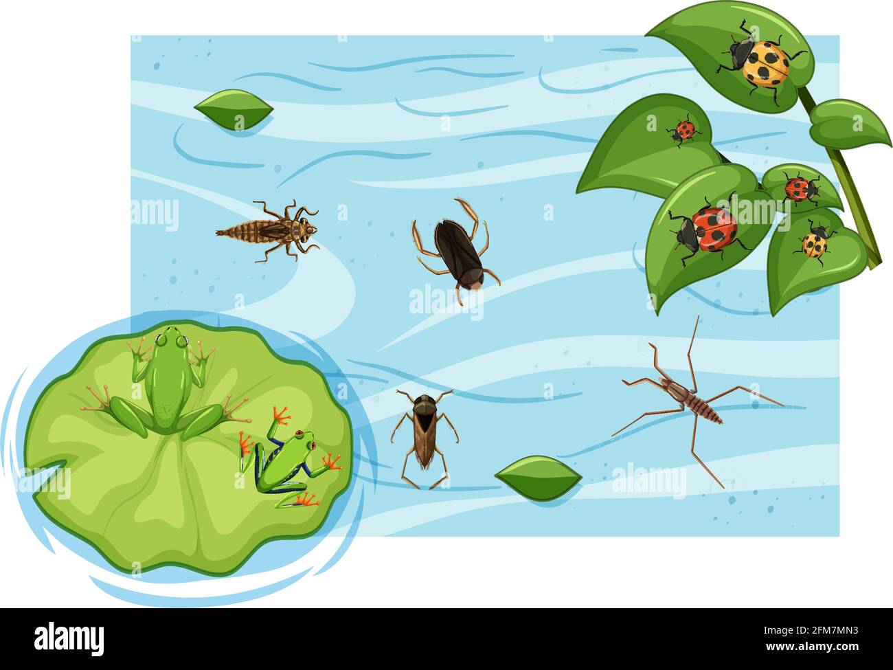 Pond life frog insects hi-res stock photography and images - Alamy