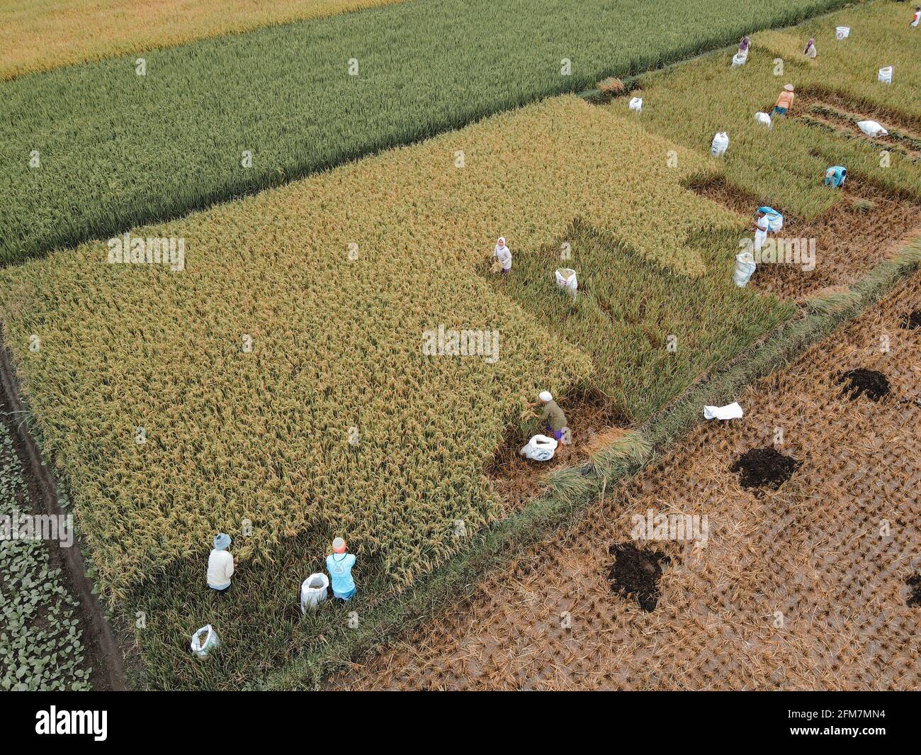 Aerial view of farmer harvest rice field together Stock Photo - Alamy