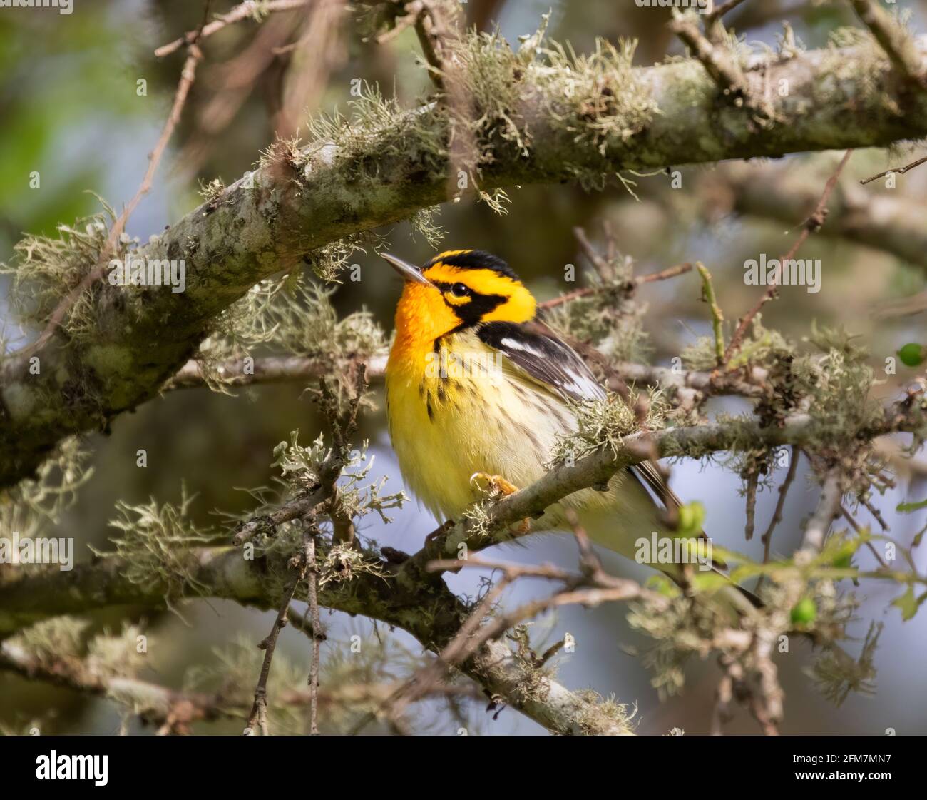 Blackburnian warbler (Setophaga fusca) during spring migration in ...