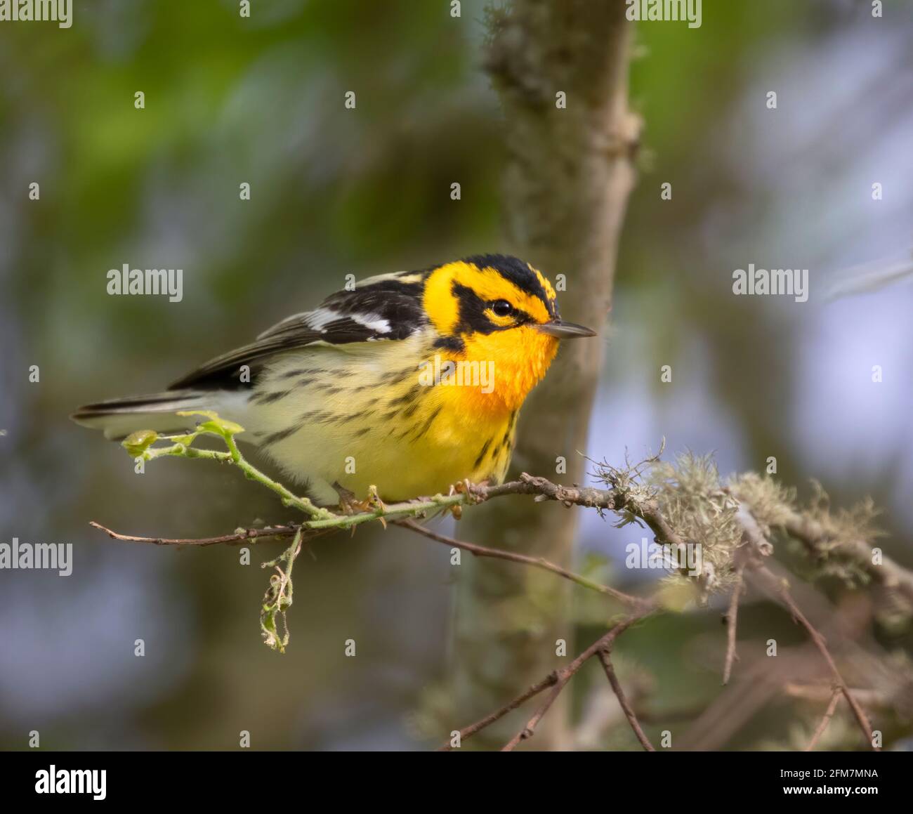 Blackburnian warbler (Setophaga fusca) during spring migration in ...