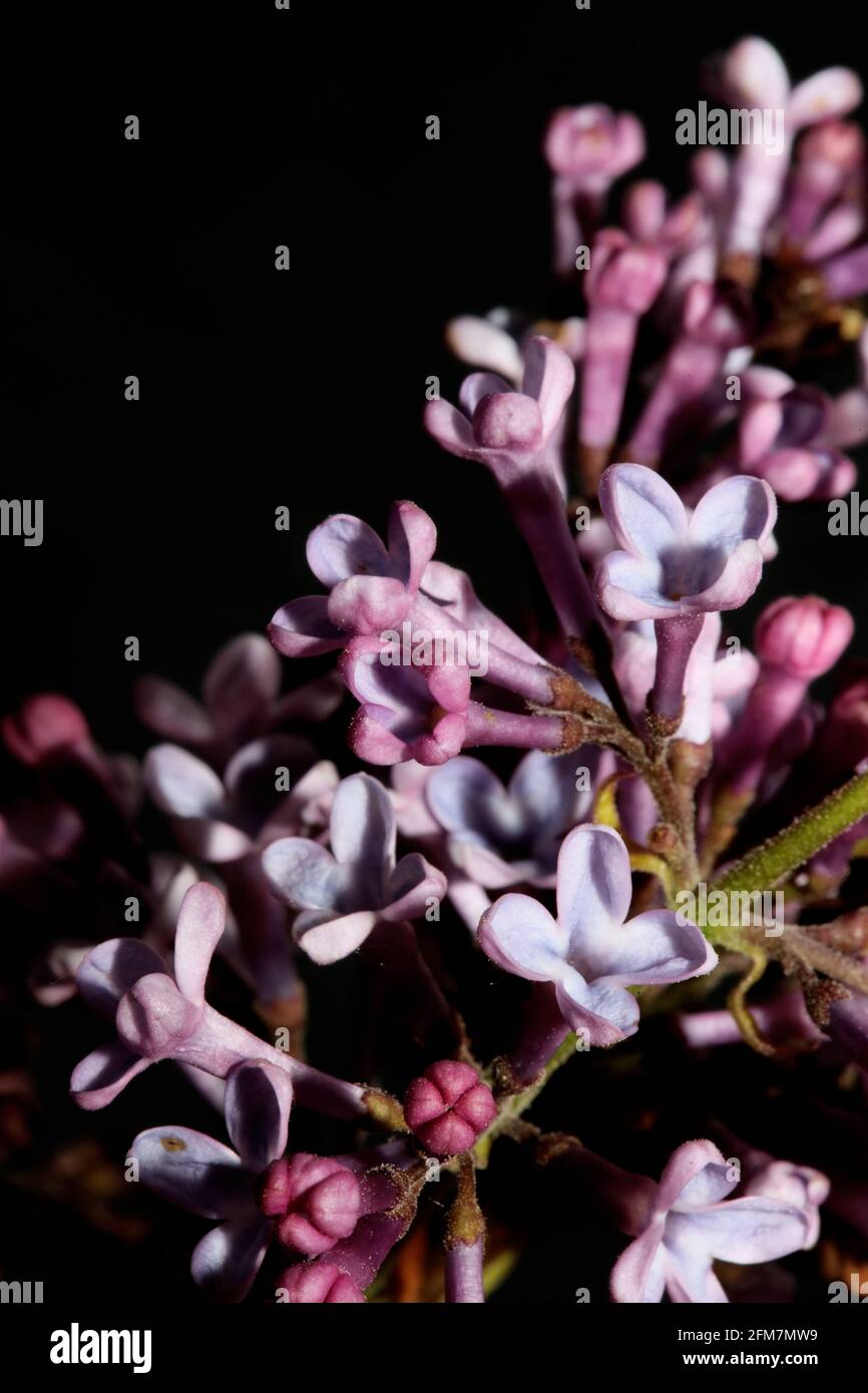 Purple flower blossom macro background Syringa vulgaris family oleaceae ...