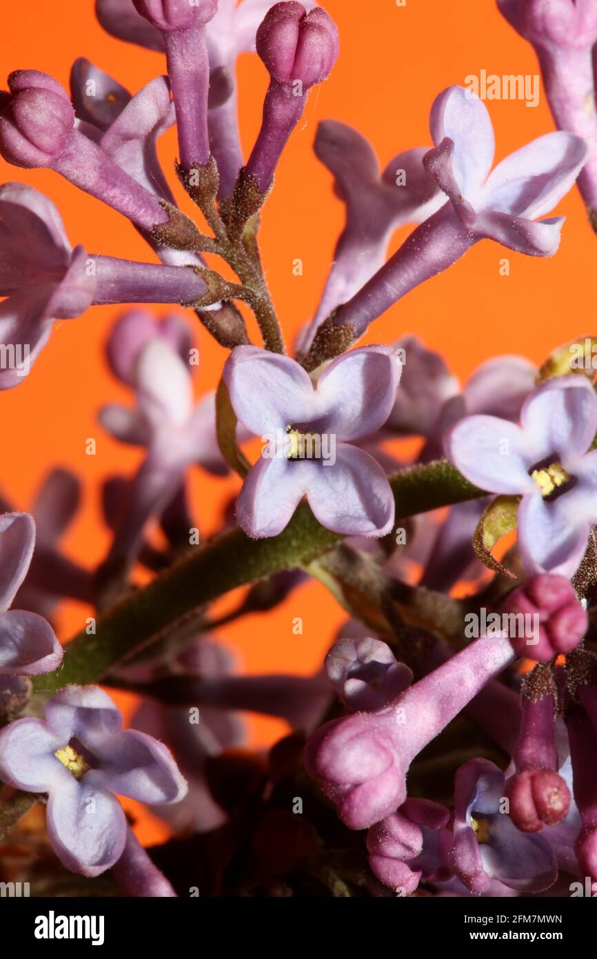 Purple flower blossom macro background Syringa vulgaris family oleaceae ...