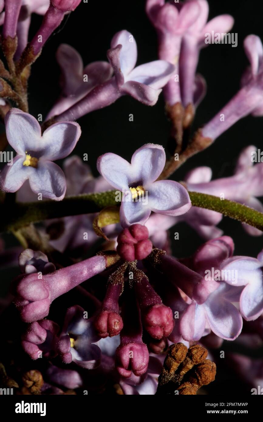 Purple flower blossom macro background Syringa vulgaris family oleaceae ...
